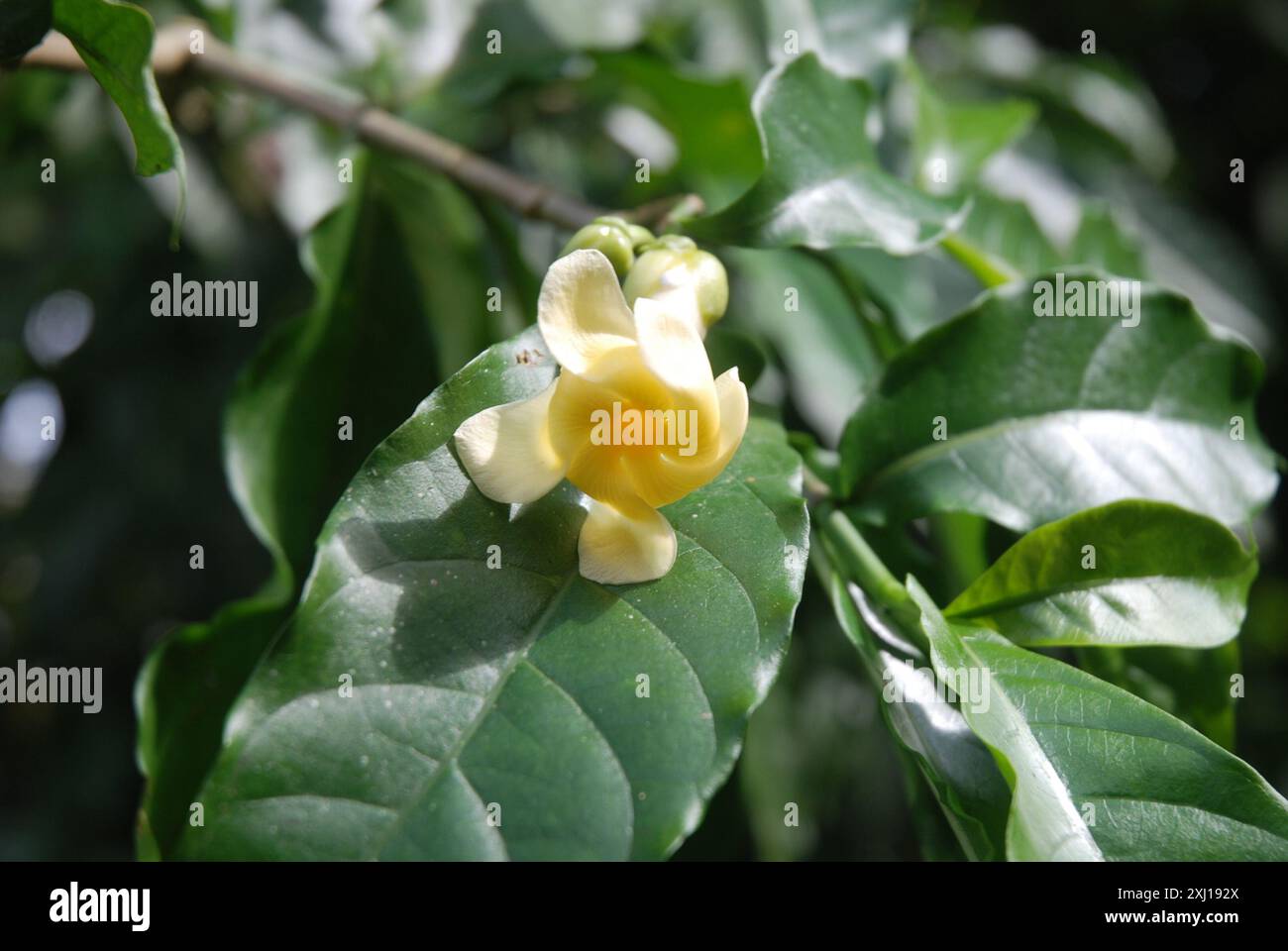 horse balls (Tabernaemontana donnell-smithii) Plantae Stock Photo - Alamy