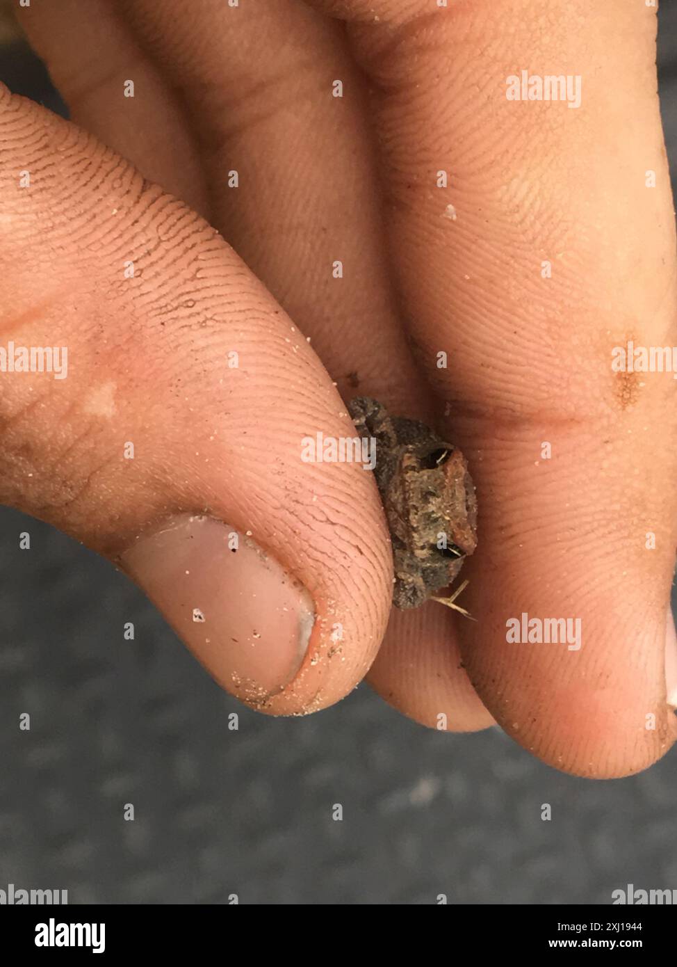 True Toads (Bufonidae) Amphibia Stock Photo - Alamy