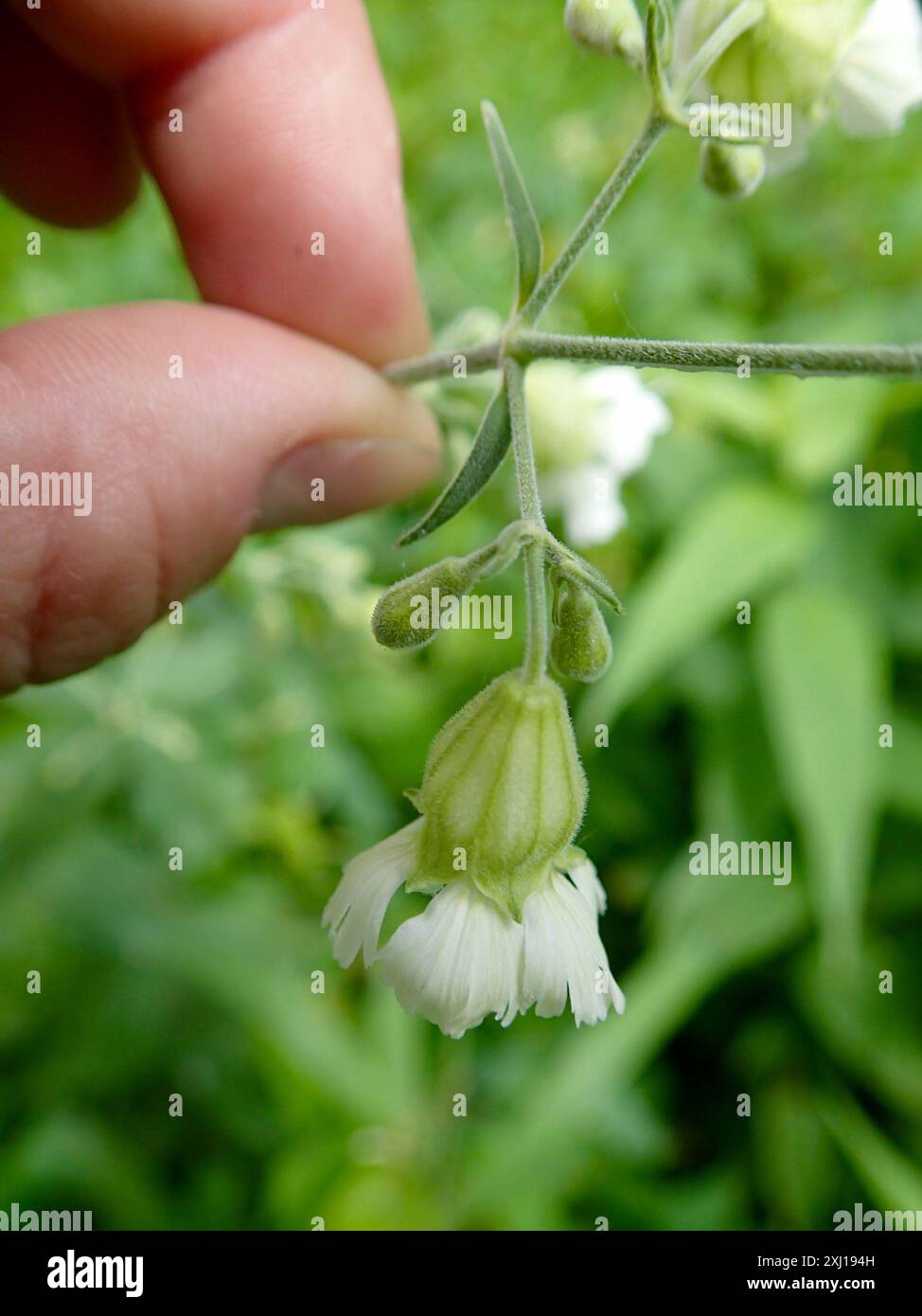 starry campion (Silene stellata) Plantae Stock Photo - Alamy