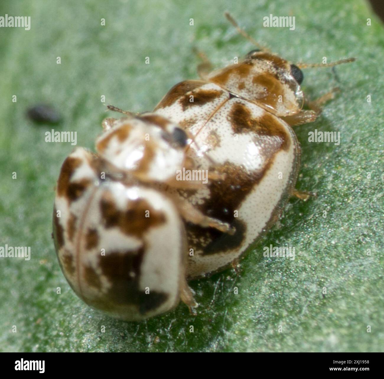 Kidney-spotted Fairy Lady Beetle (Psyllobora renifer) Insecta Stock ...