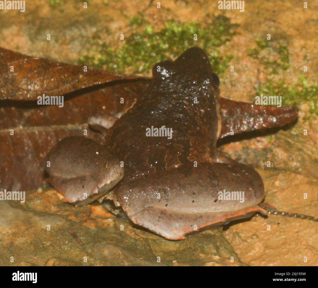Large Pygmy Frog (Microhyla berdmorei) Amphibia Stock Photo - Alamy