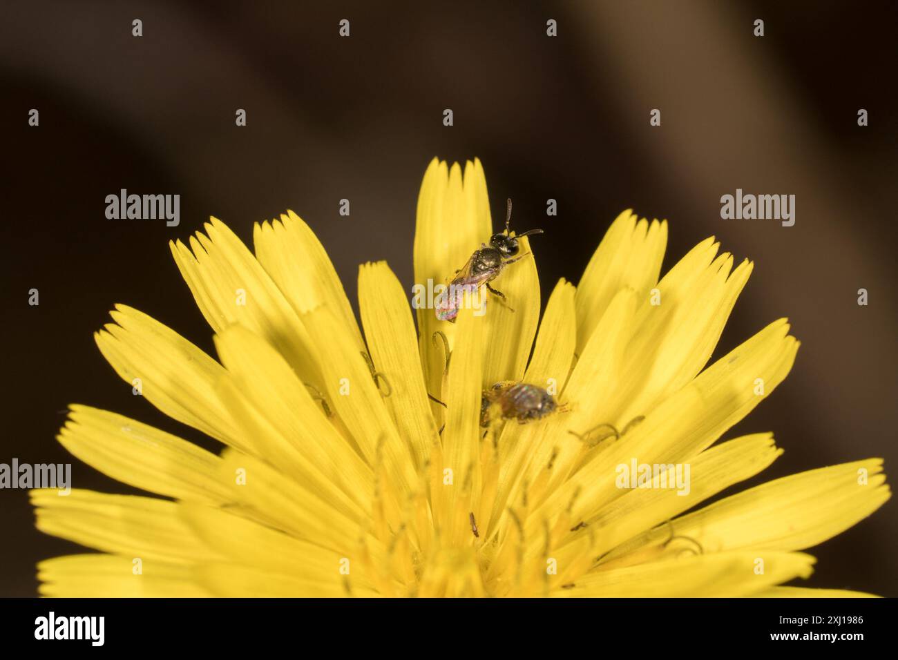 Metallic Sweat Bees (Dialictus) Insecta Stock Photo - Alamy