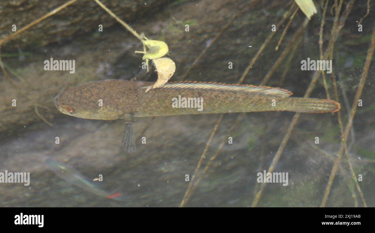 Asian Snakeheads (Channa) Actinopterygii Stock Photo - Alamy
