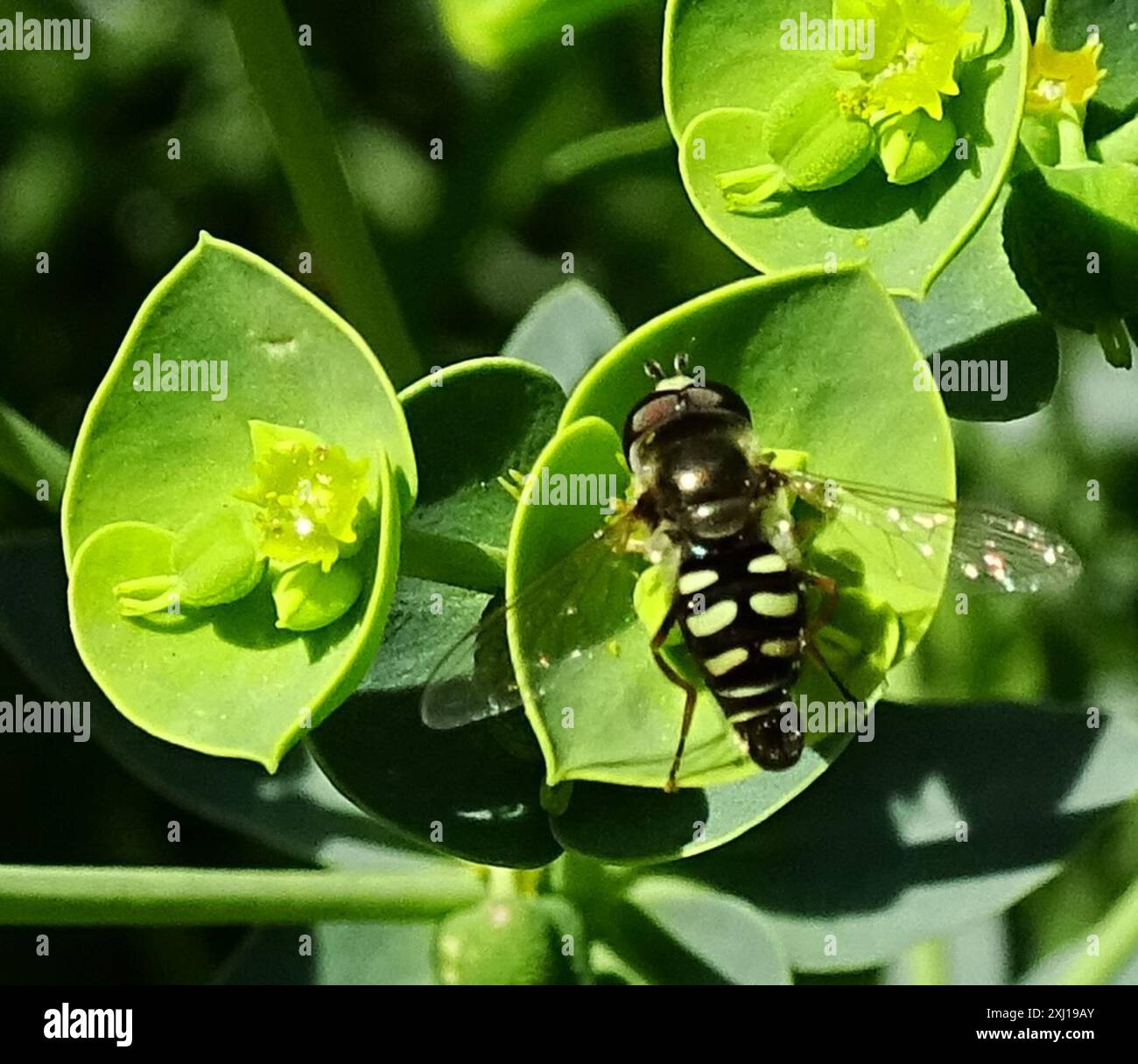 Large-tailed Aphideater (Eupeodes volucris) Insecta Stock Photo - Alamy
