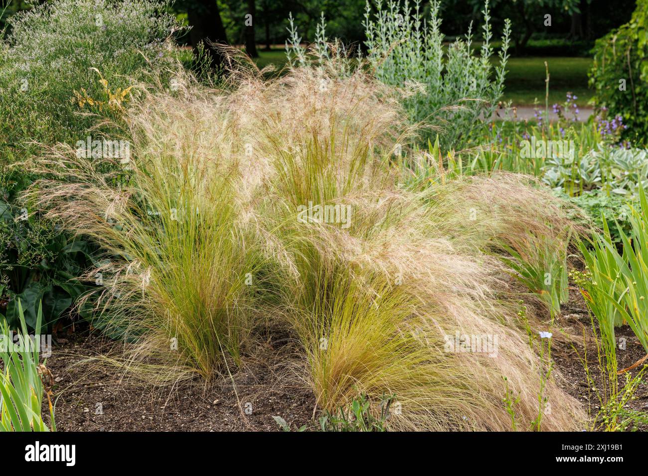 Mexican feathergrass (Nassella tenuissima) in the Flora, the Botanical ...
