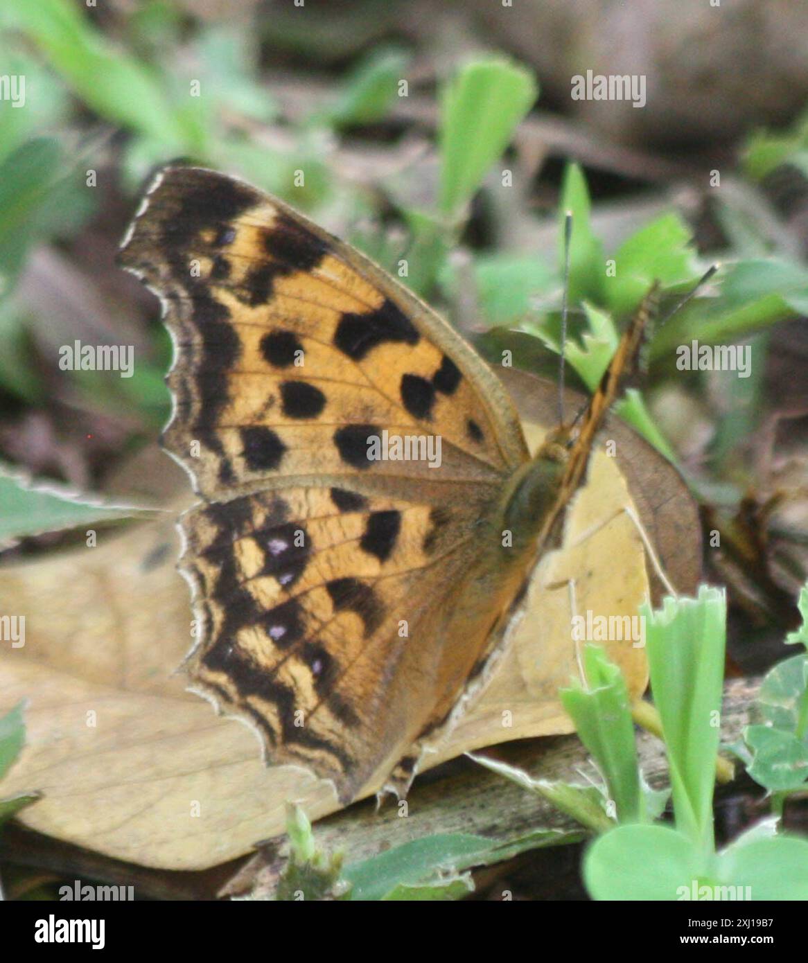 Asian comma hi-res stock photography and images - Alamy