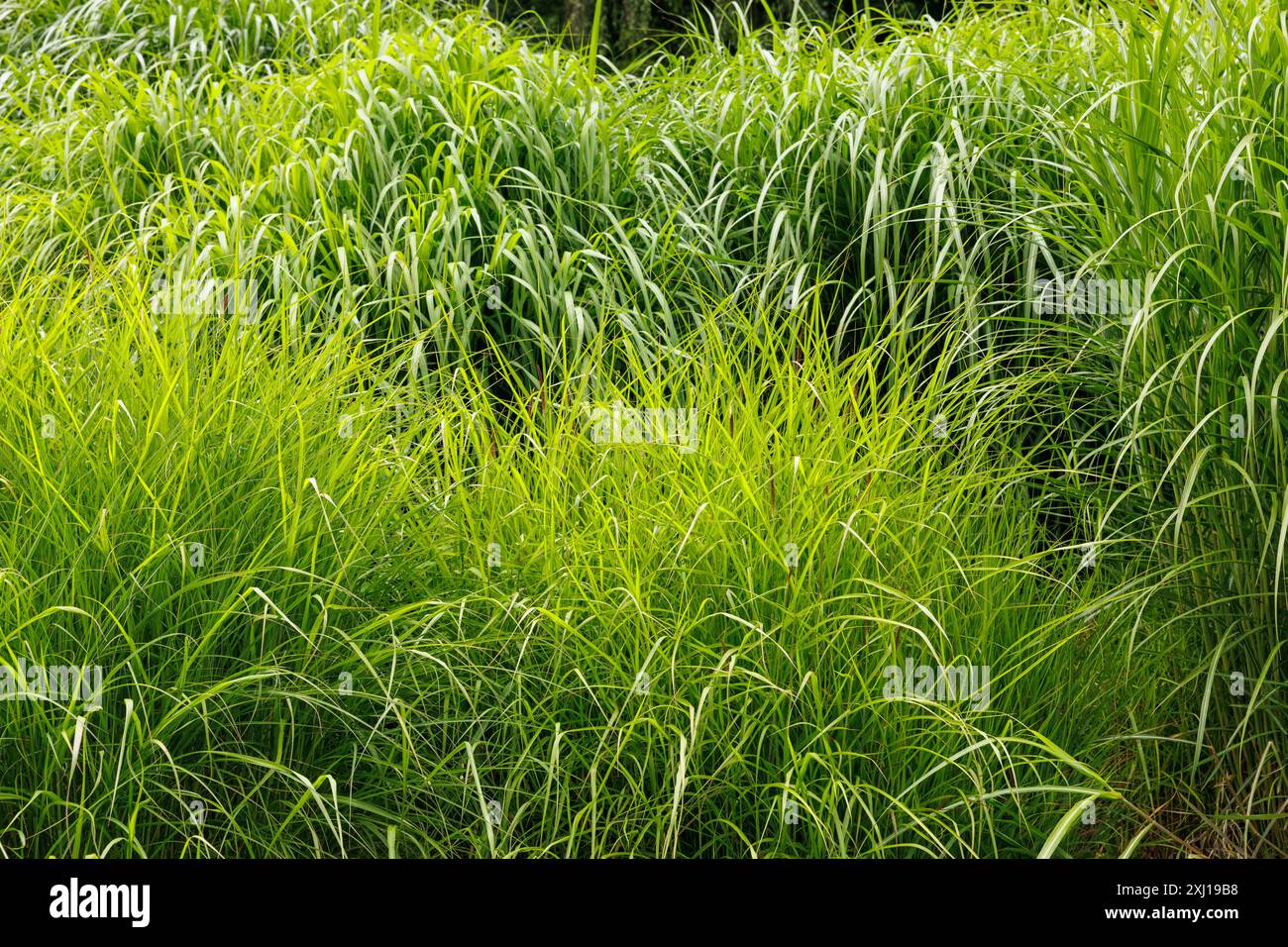 grasses in the Flora, the Botanical Garden of Cologne, Germany. Graeser ...