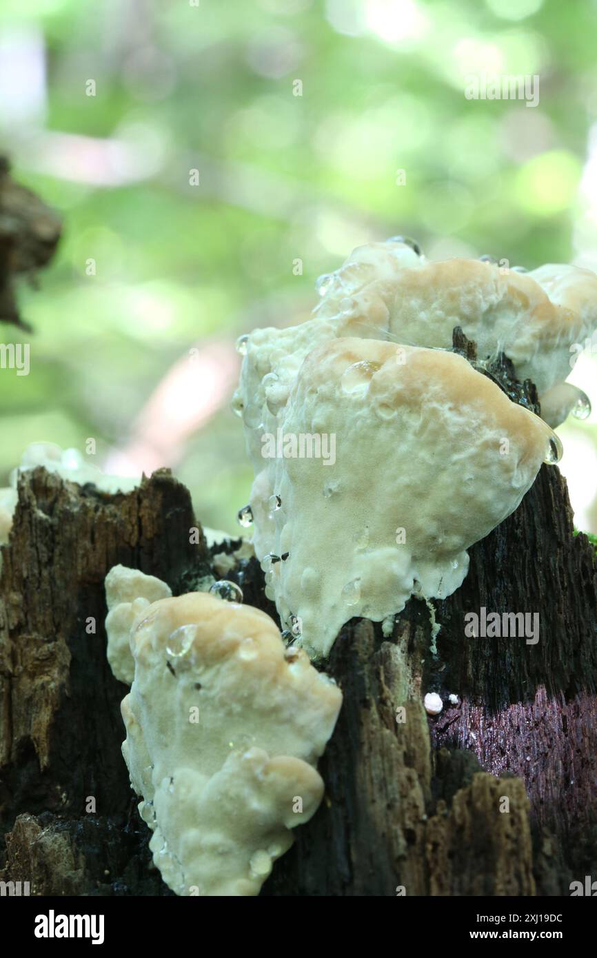 green cheese polypore (Fomitopsis spraguei) Fungi Stock Photo - Alamy