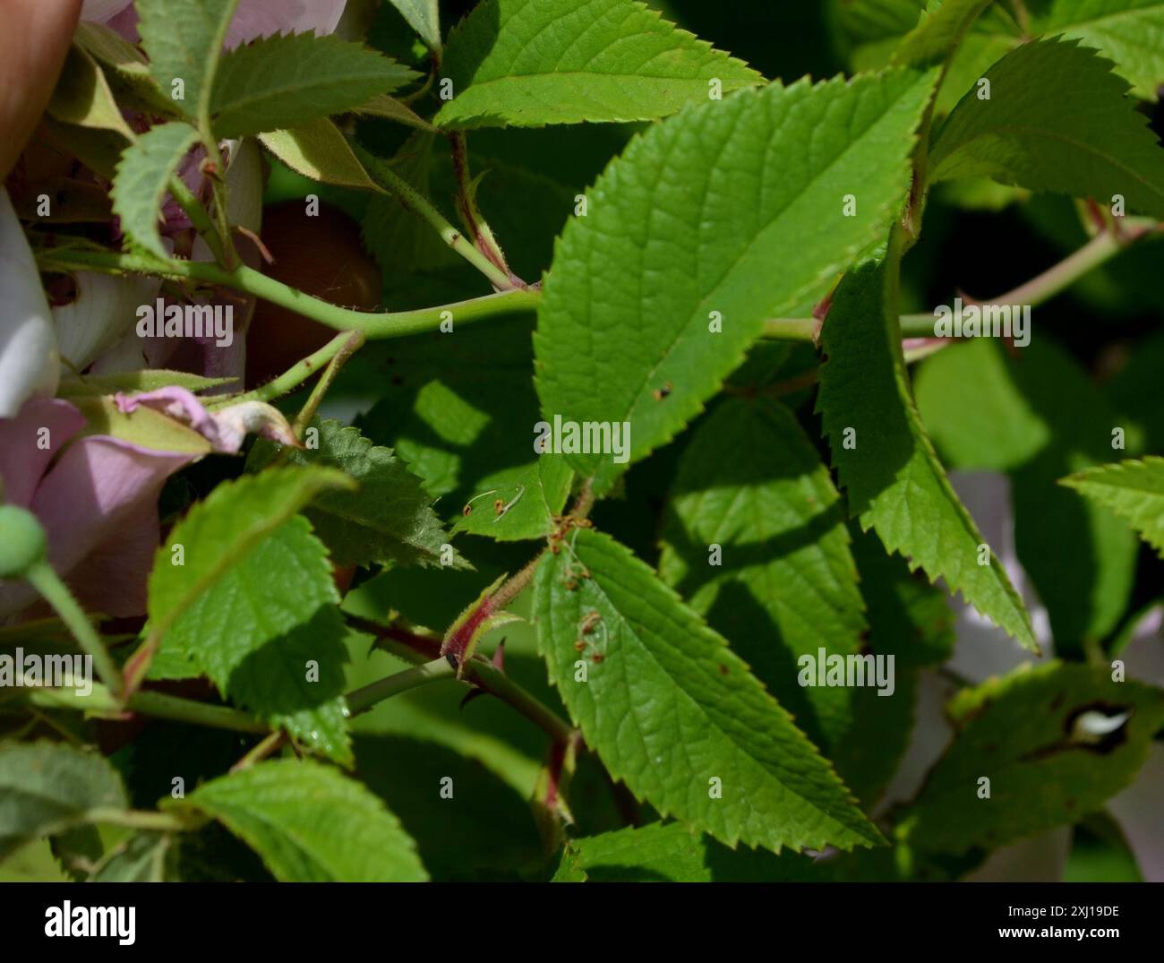 climbing prairie rose (Rosa setigera) Plantae Stock Photo - Alamy