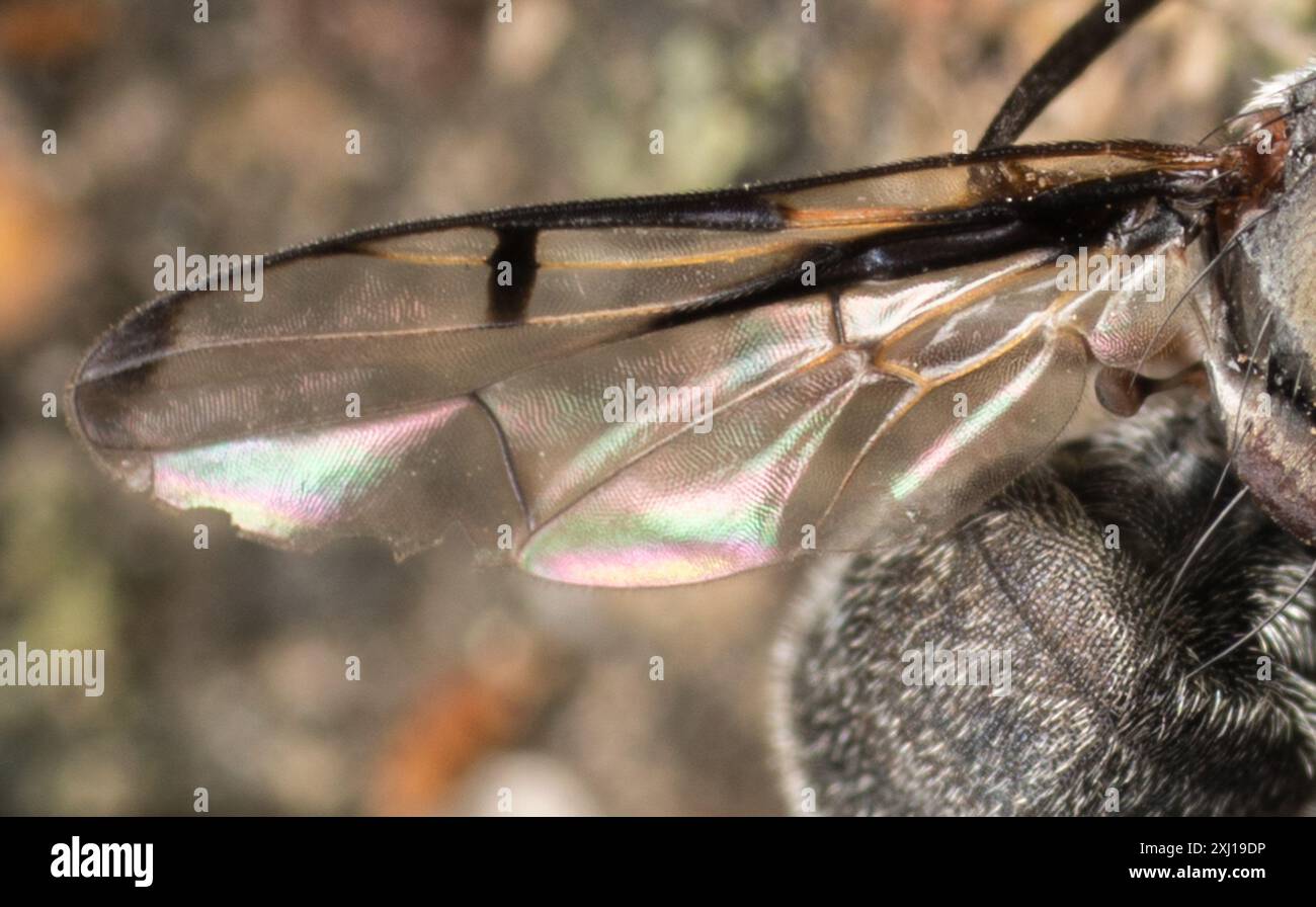 Boatman Fly (Pogonortalis doclea) Insecta Stock Photo - Alamy