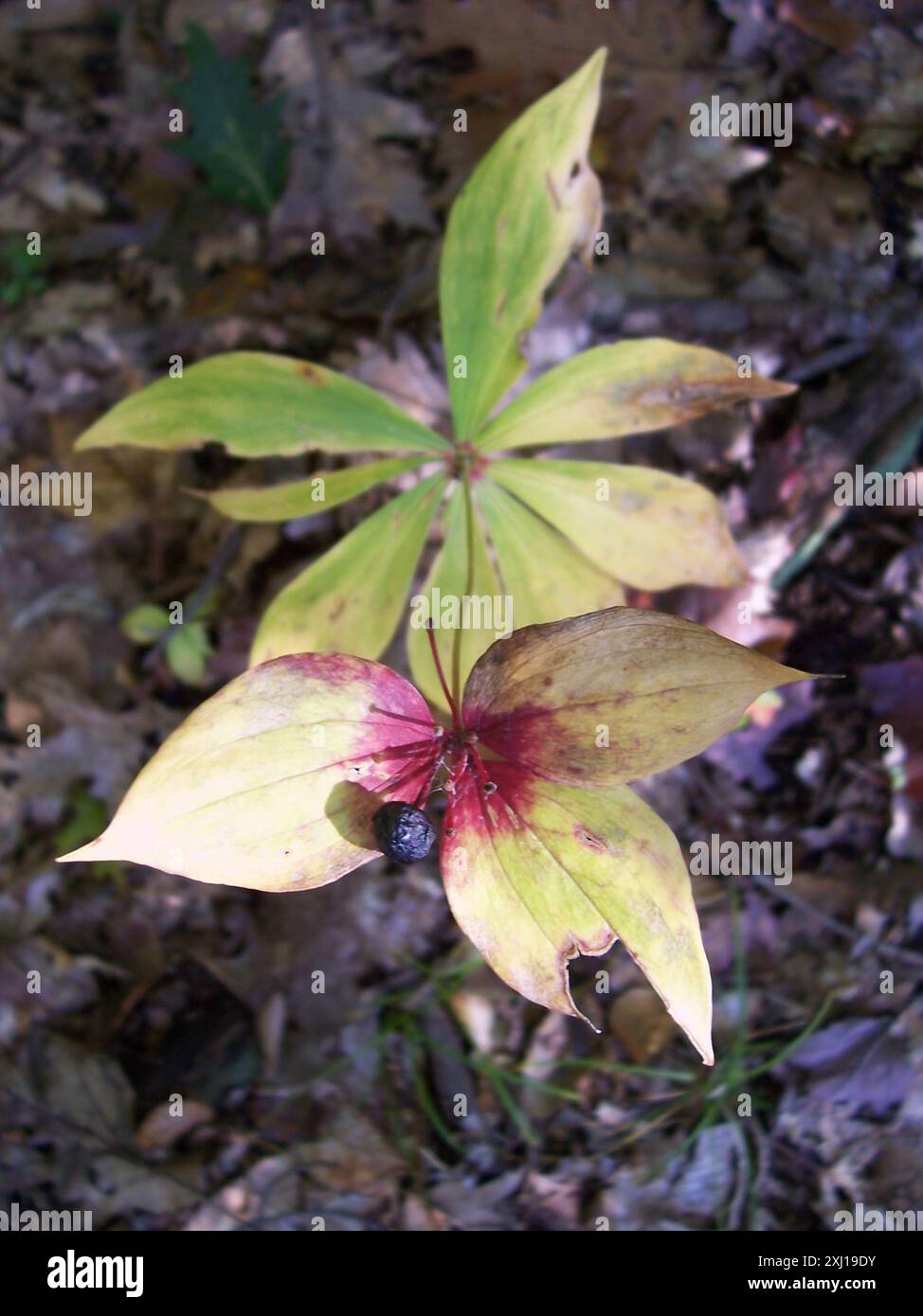 Cucumber Root (Medeola virginiana) Plantae Stock Photo - Alamy