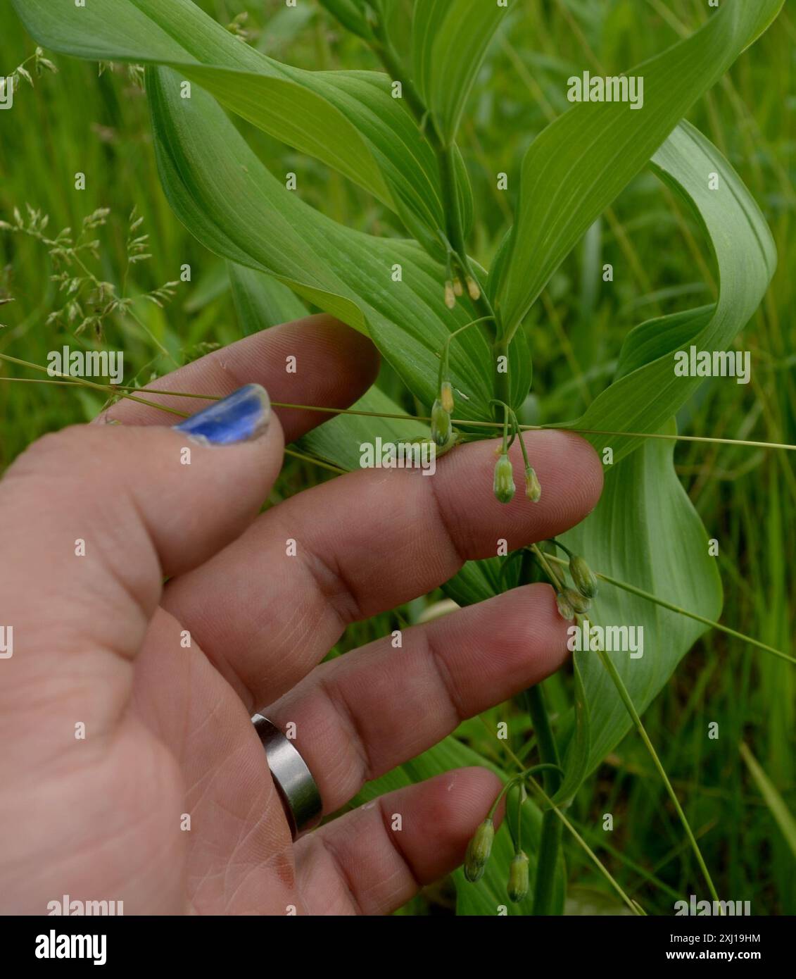 giant Solomon's seal (Polygonatum biflorum commutatum) Plantae Stock ...