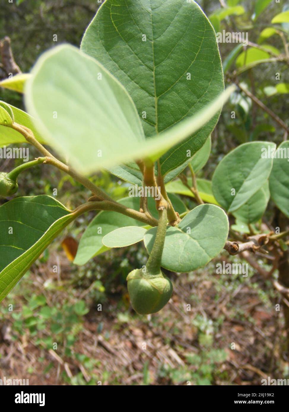 African Custard-Apple (Annona senegalensis senegalensis) Plantae Stock ...
