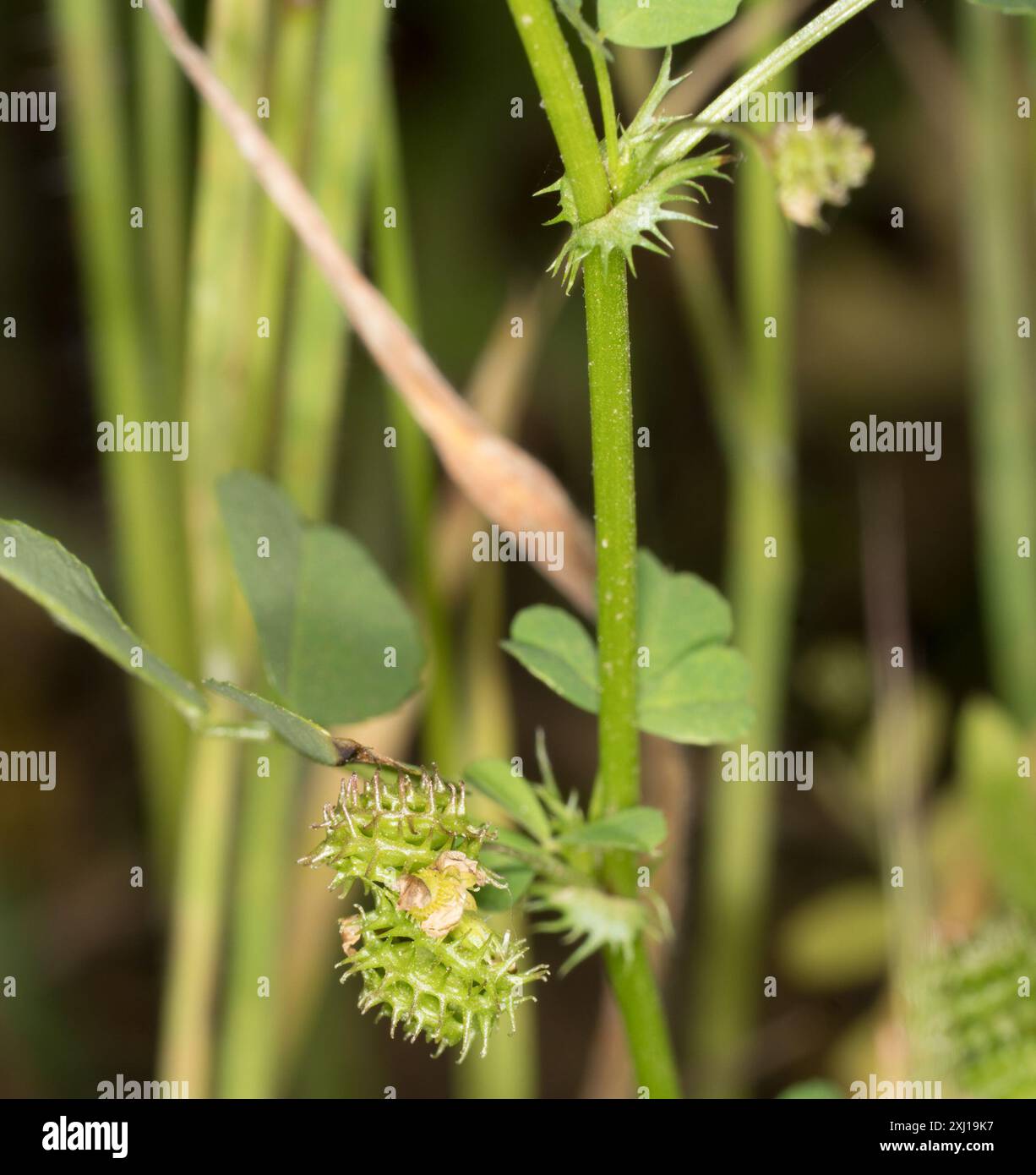 bur clover (Medicago polymorpha) Plantae Stock Photo - Alamy