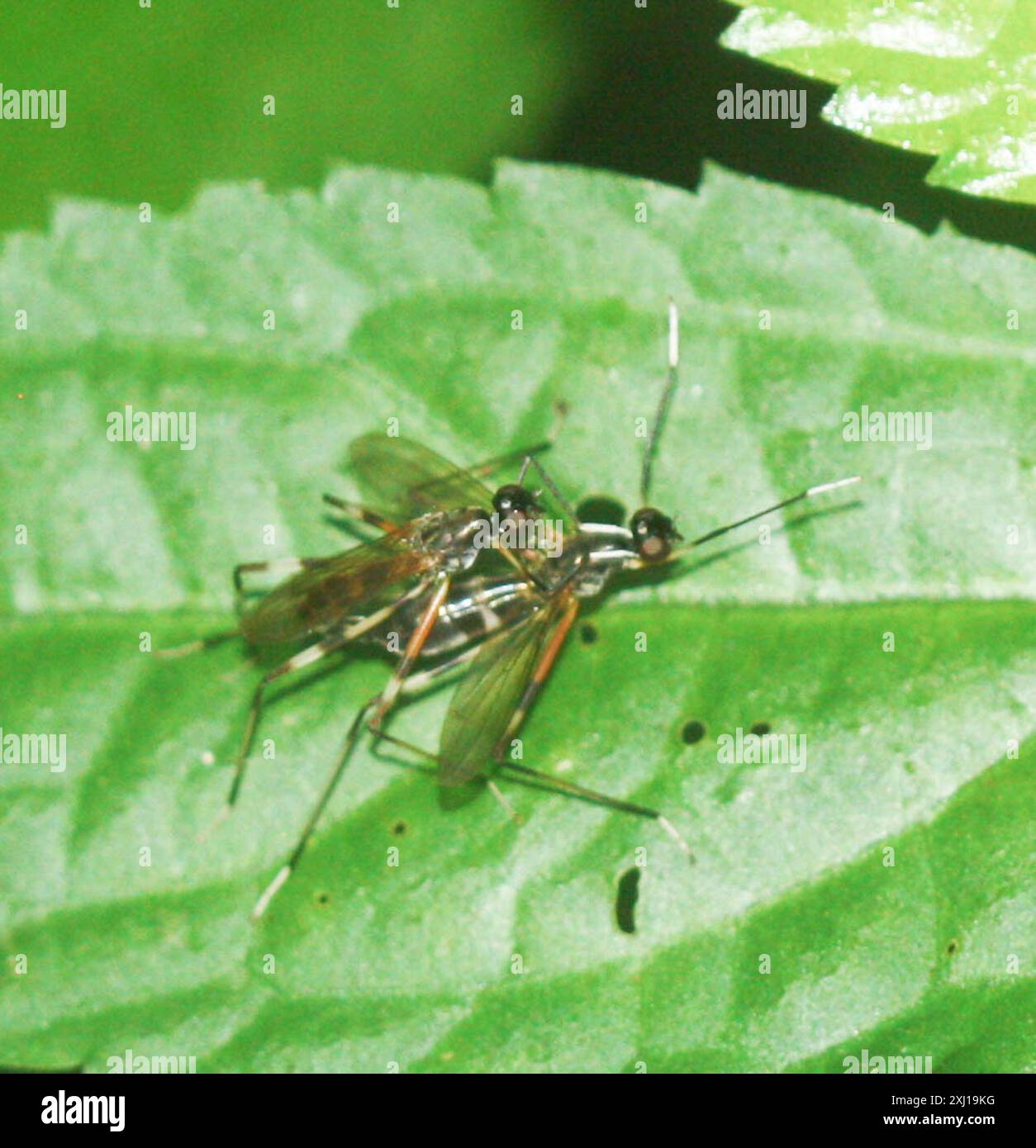 Stilt-legged Flies (Micropezidae) Insecta Stock Photo - Alamy