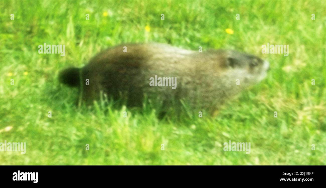 Groundhog (Marmota monax) Mammalia Stock Photo - Alamy