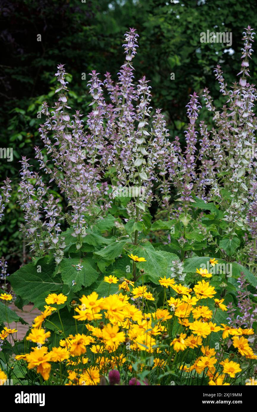 clary sage (Salvia sclarea) and calliopsis (Coreopsis) in the Flora ...