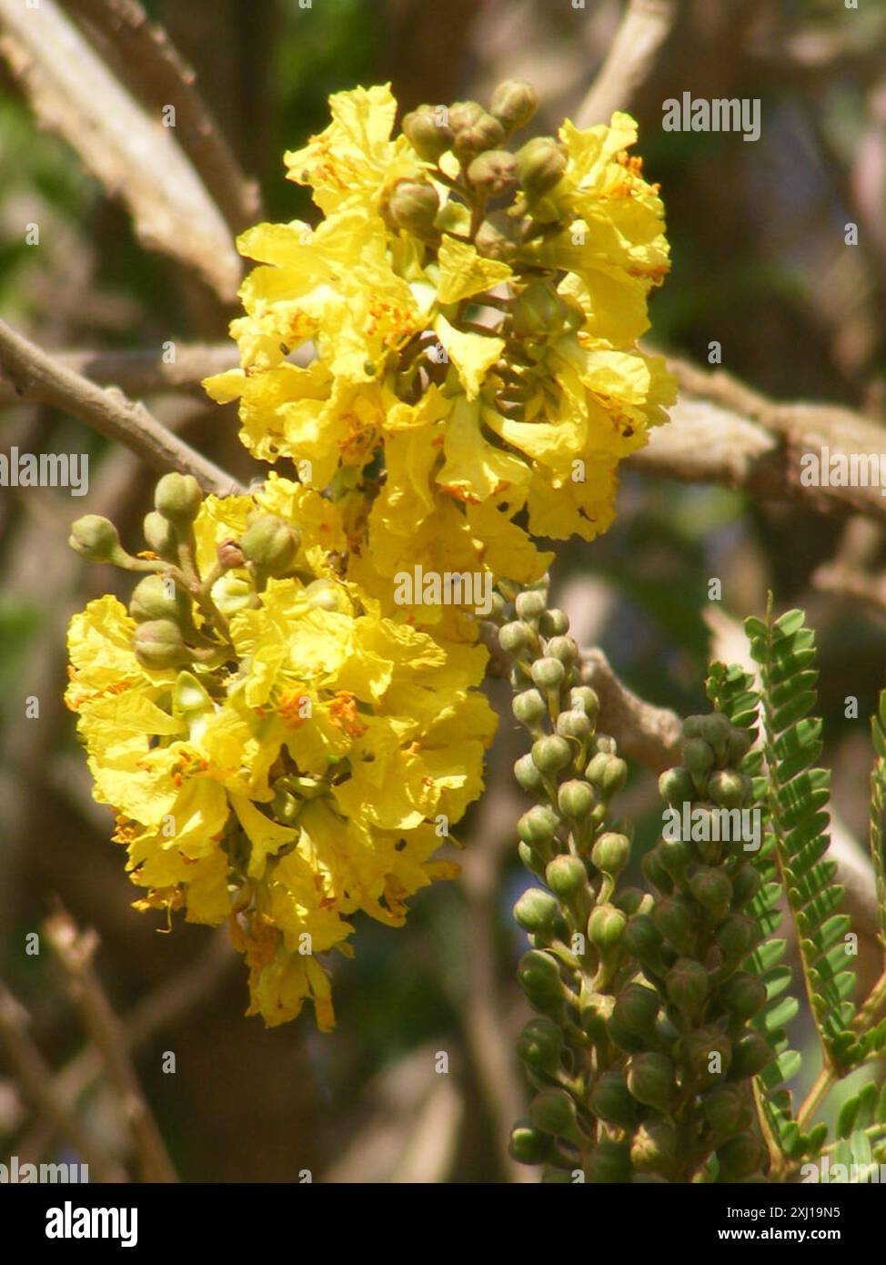 Weeping wattle (Peltophorum africanum) Plantae Stock Photo - Alamy