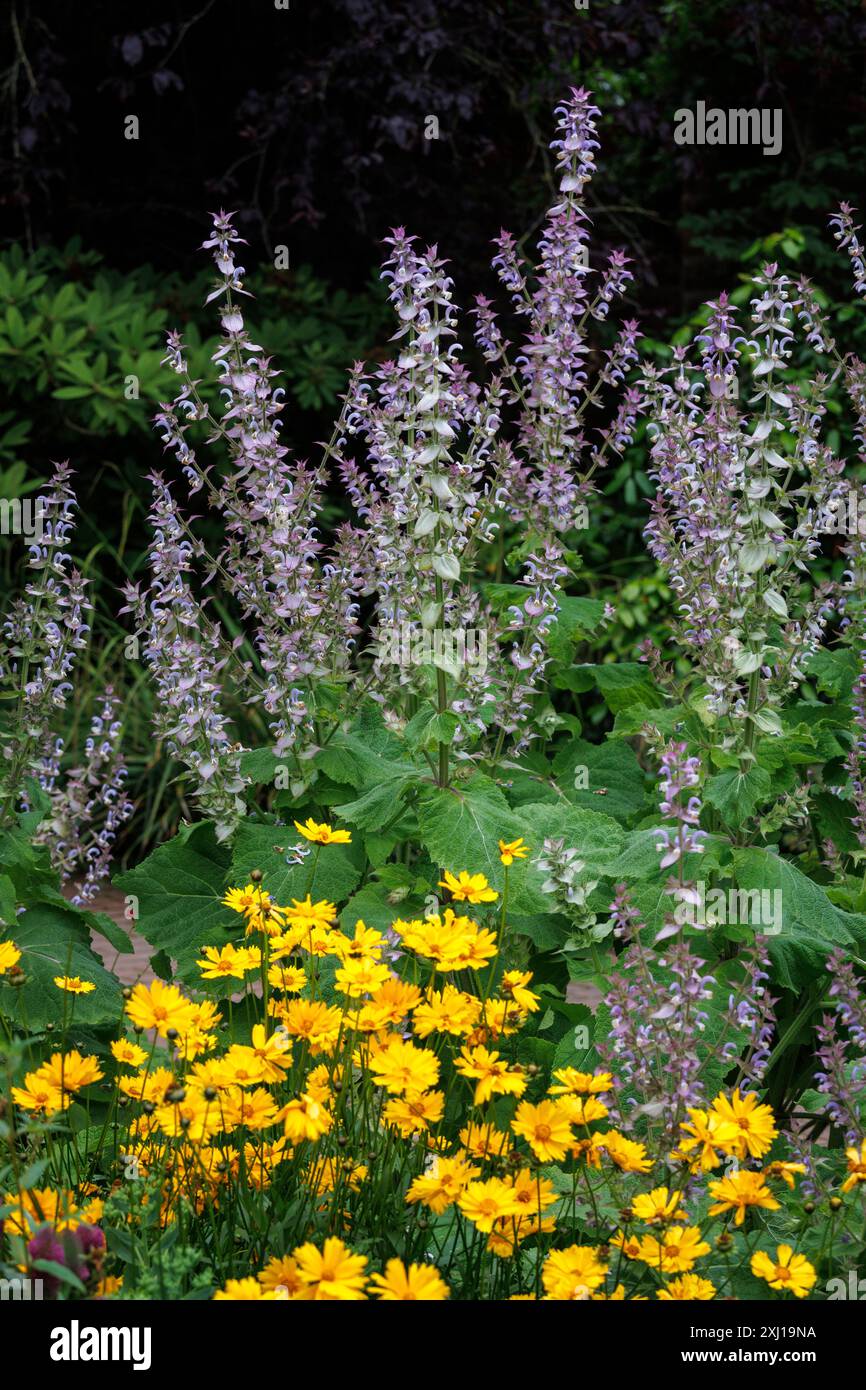 clary sage (Salvia sclarea) and calliopsis (Coreopsis) in the Flora ...