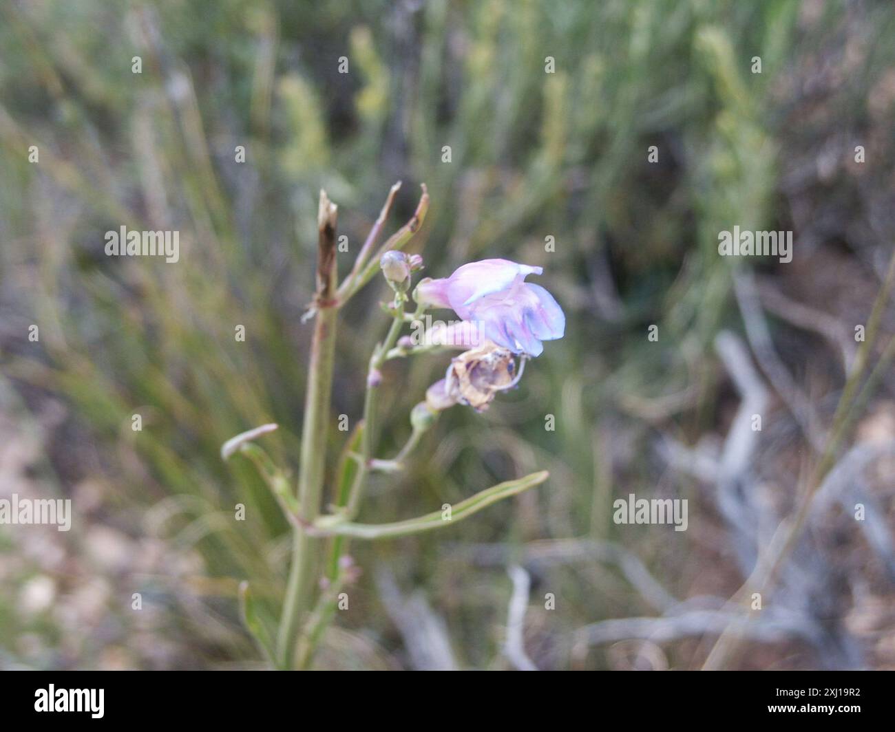 Dusty Beardtongue (Penstemon comarrhenus) Plantae Stock Photo - Alamy