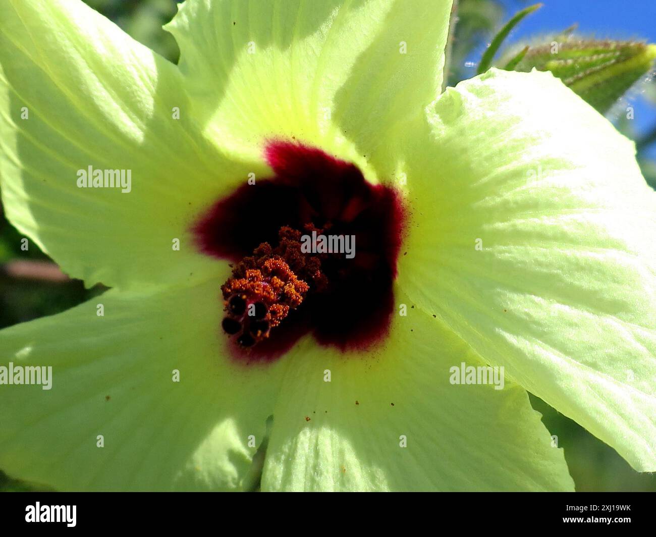Prickly Tree Hibiscus (Hibiscus diversifolius diversifolius) Plantae ...