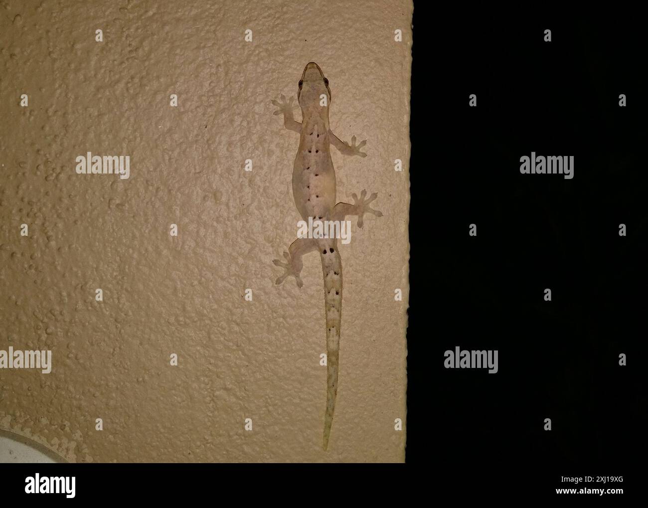 Mourning Gecko (Lepidodactylus lugubris) Reptilia Stock Photo - Alamy