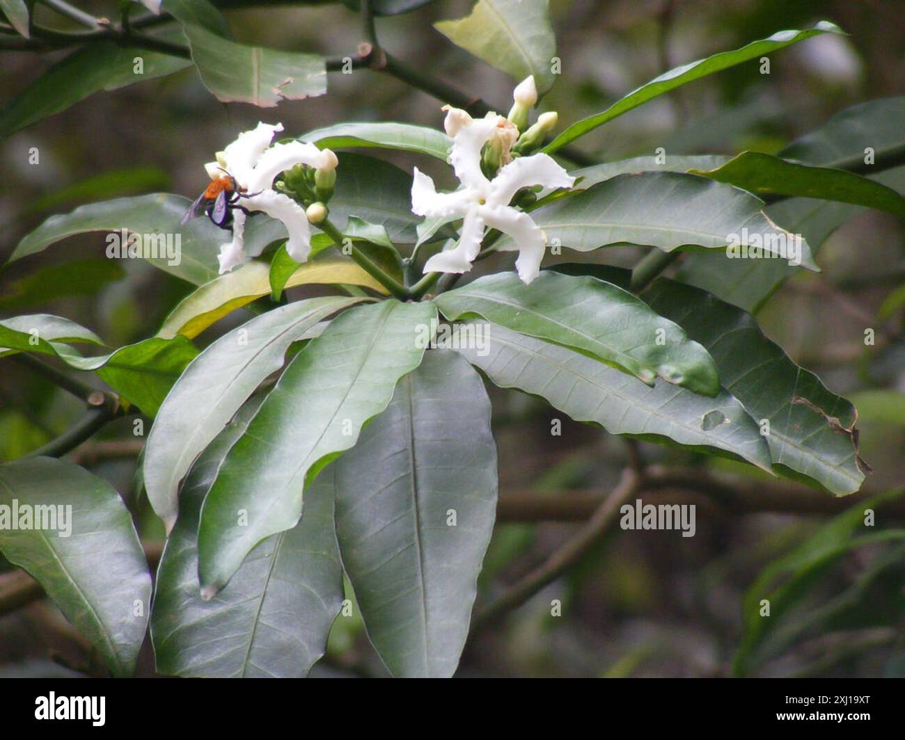 forest toad-tree (Tabernaemontana ventricosa) Plantae Stock Photo - Alamy