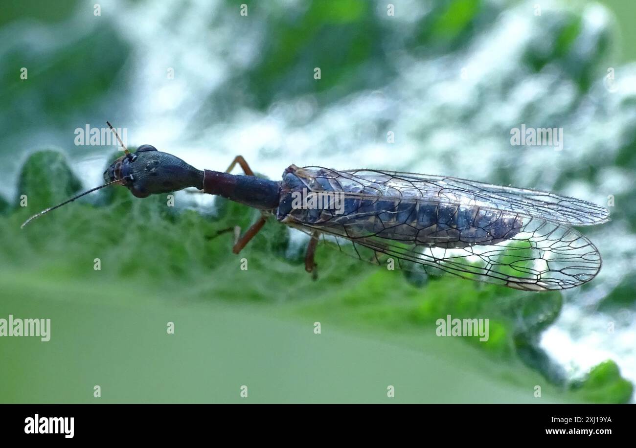 Common Snakeflies (Agulla) Insecta Stock Photo - Alamy