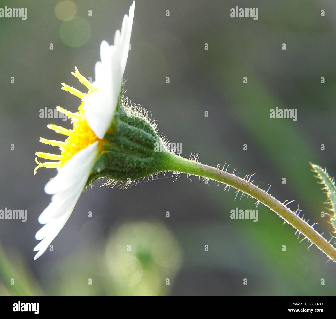 (Layia pentachaeta albida) Plantae Stock Photo - Alamy