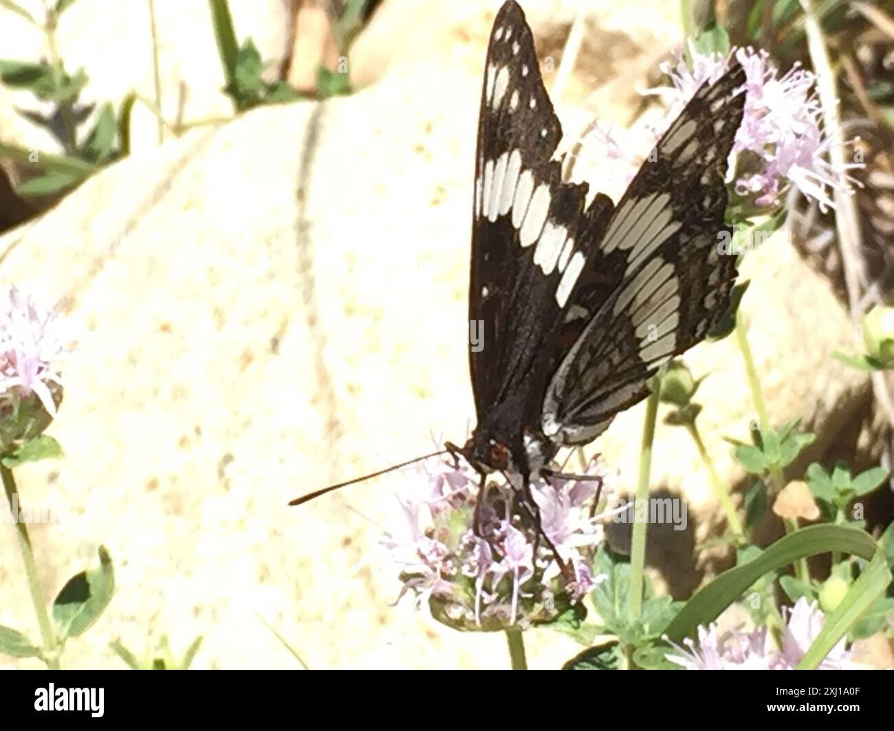 Weidemeyers admiral hi-res stock photography and images - Alamy