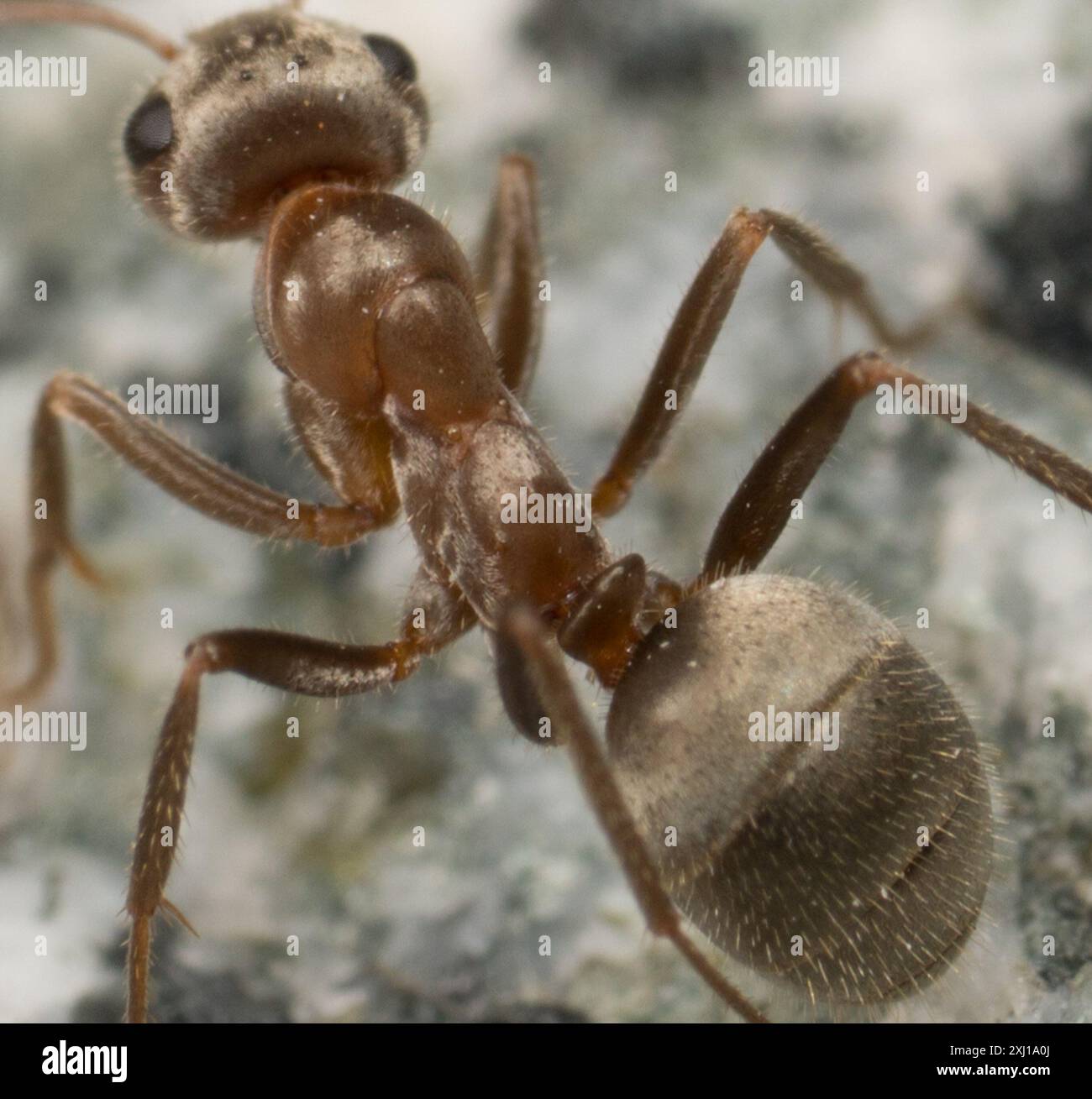 fusca-group Field Ants and Allies (Formica fusca) Insecta Stock Photo ...