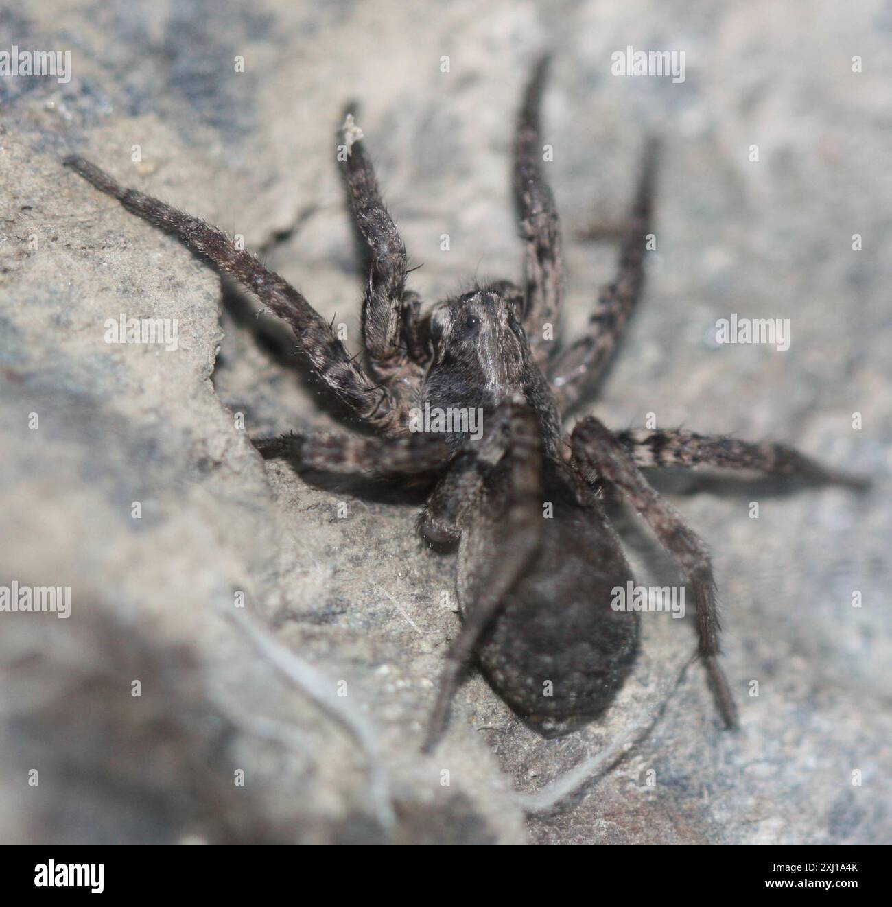 Fox Spiders (Alopecosa) Arachnida Stock Photo - Alamy
