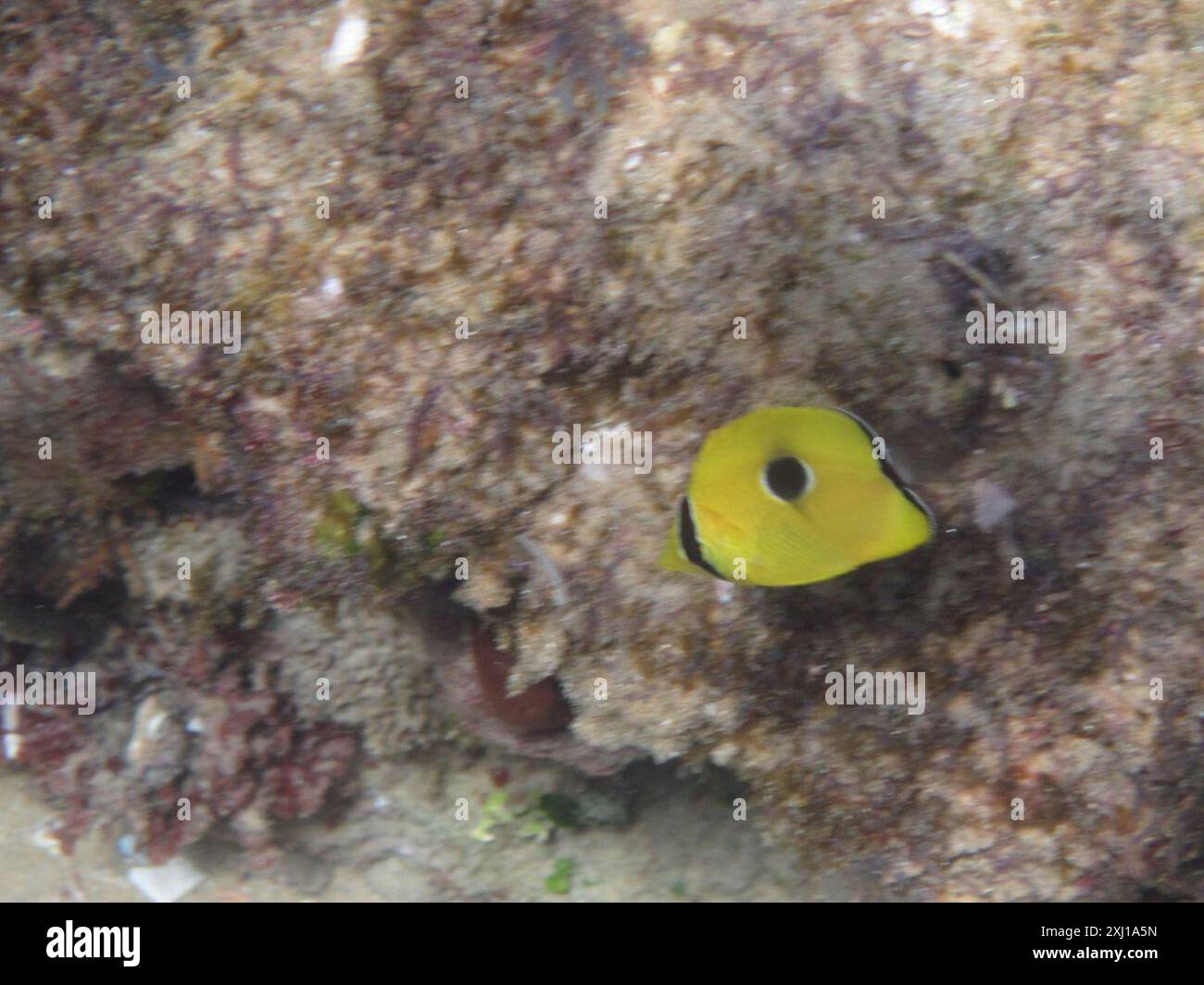 Indian Teardrop Butterflyfish (Chaetodon interruptus) Actinopterygii ...