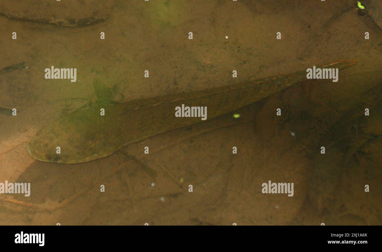 Dwarf Snakehead (Channa gachua) Actinopterygii Stock Photo - Alamy