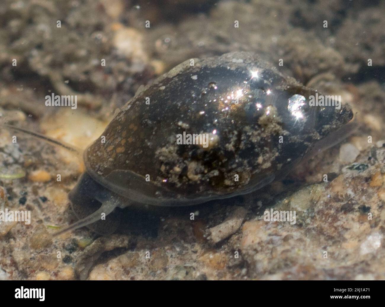 Bladder Snails (Physidae) Mollusca Stock Photo - Alamy