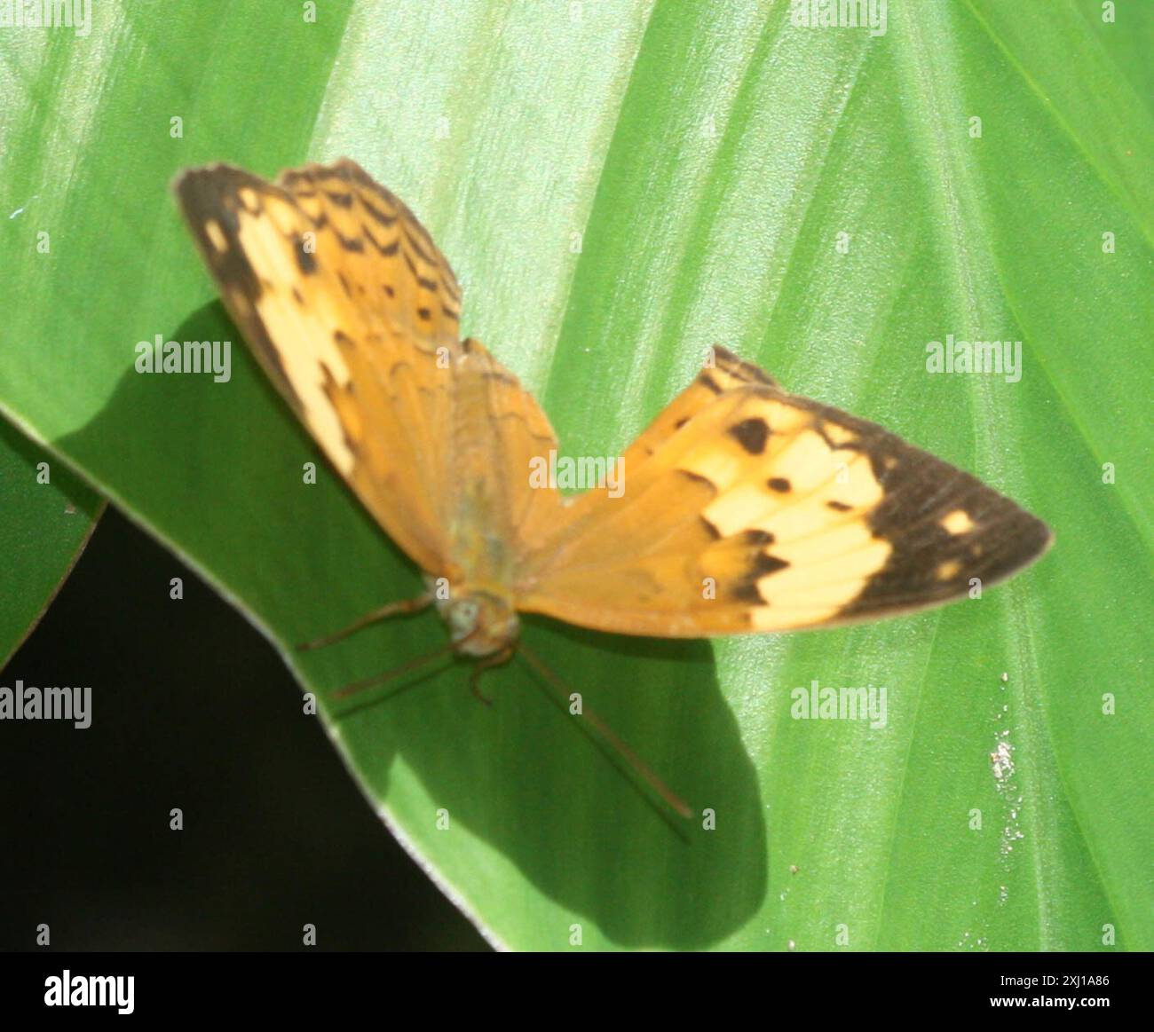 Cupha erymanthis hi-res stock photography and images - Alamy