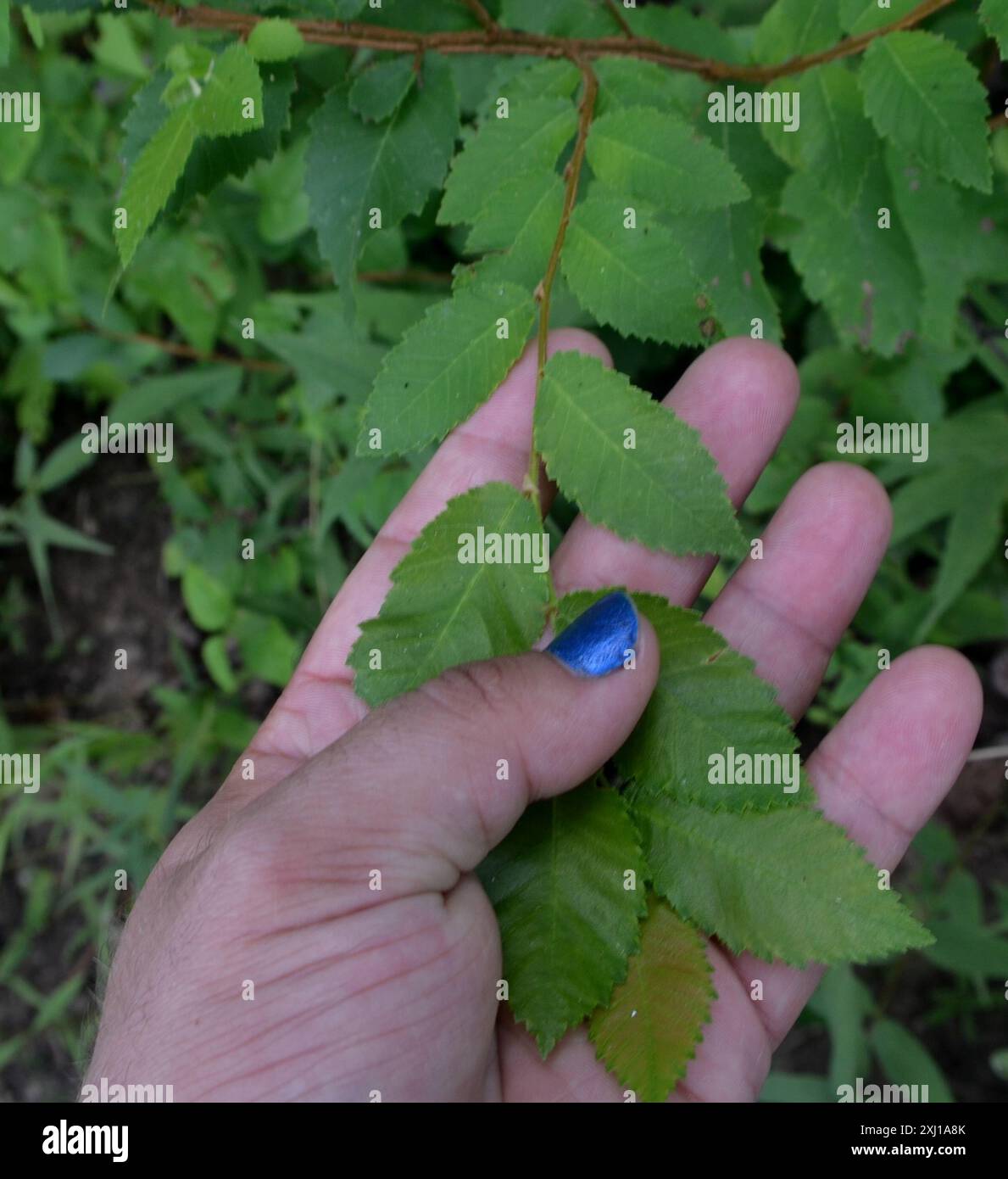 Winged Elm (Ulmus alata) Plantae Stock Photo - Alamy