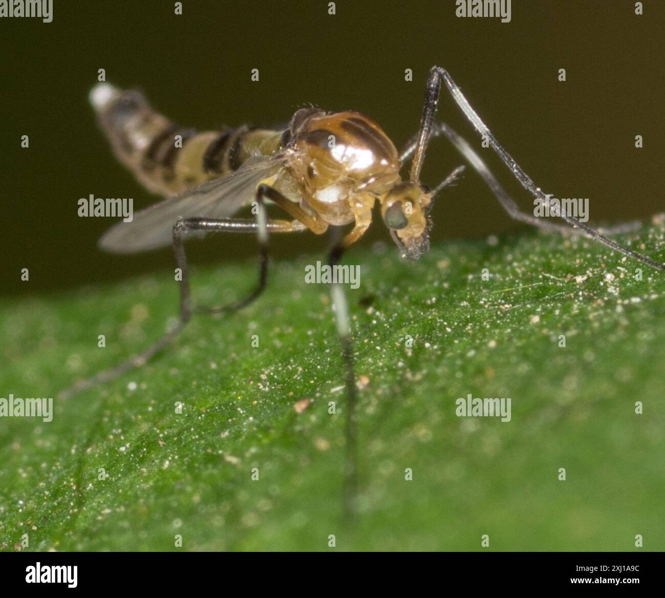 Cricotopus hi-res stock photography and images - Alamy