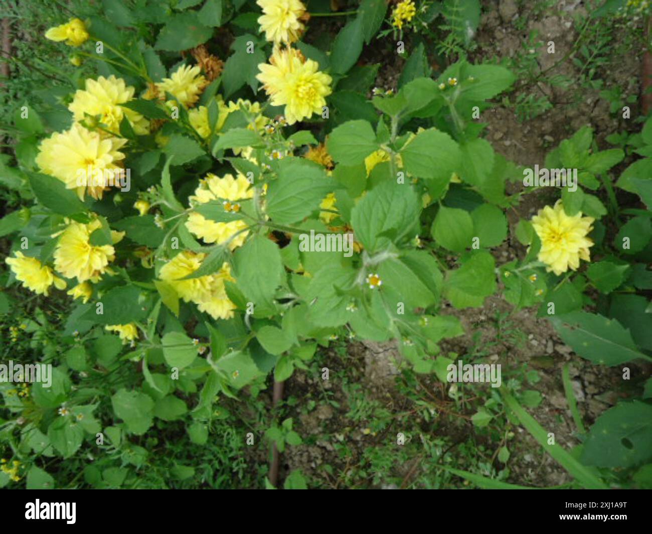 shaggy soldier (Galinsoga quadriradiata) Plantae Stock Photo - Alamy