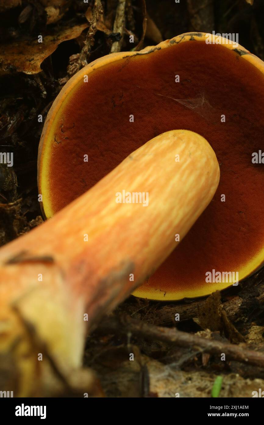 Red-mouth Bolete (Boletus subvelutipes) Fungi Stock Photo - Alamy