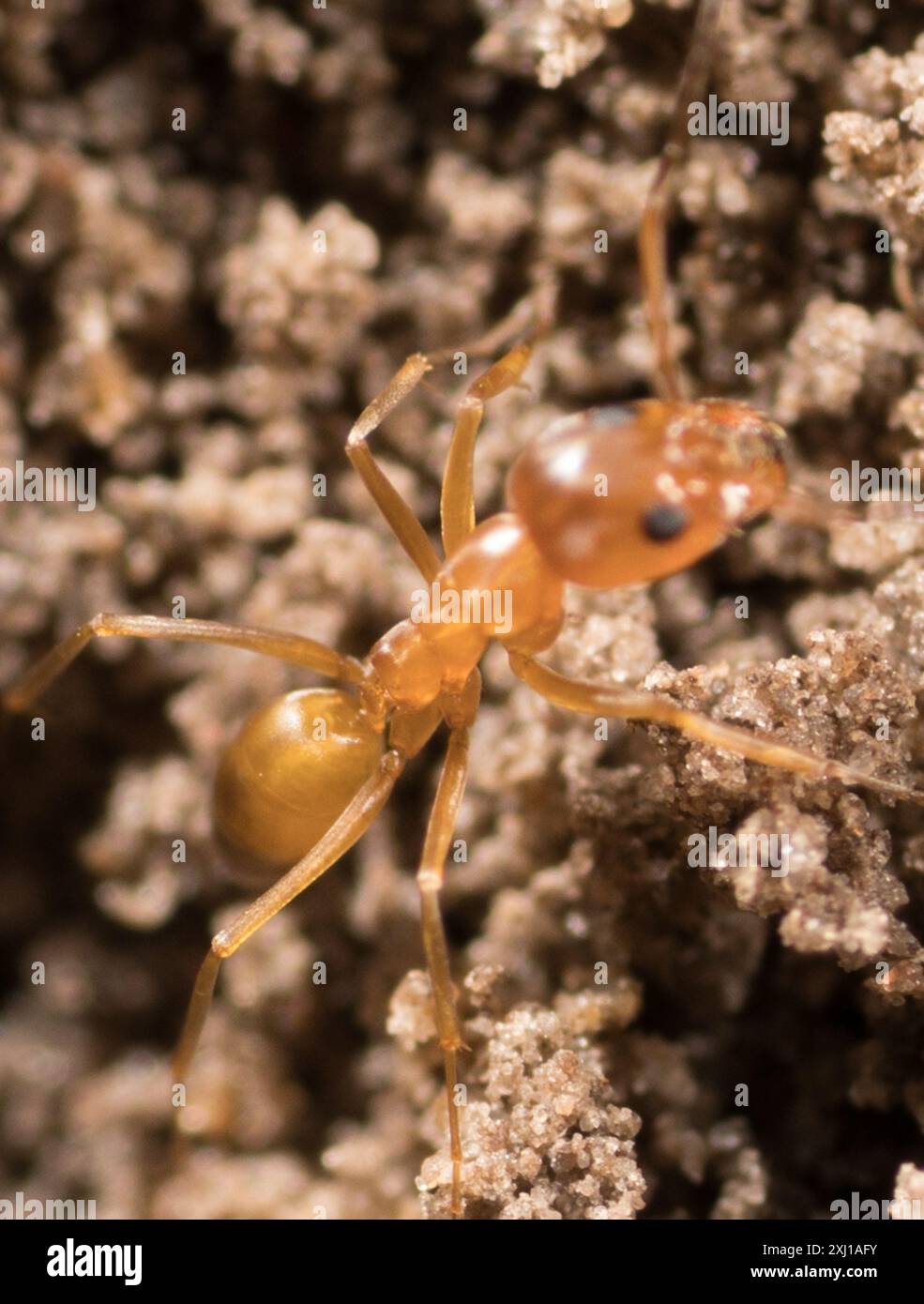 Yellow Pyramid Ant (Dorymyrmex flavus) Insecta Stock Photo - Alamy