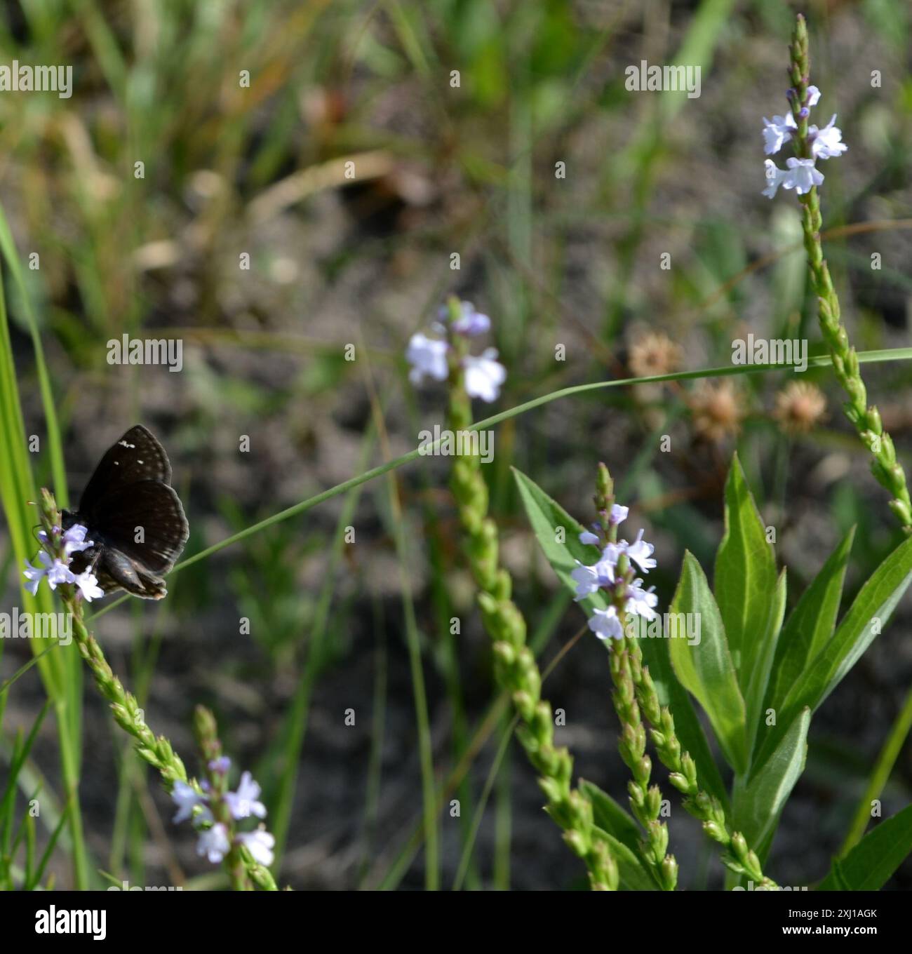 Narrowleaf Vervain (Verbena simplex) Plantae Stock Photo - Alamy