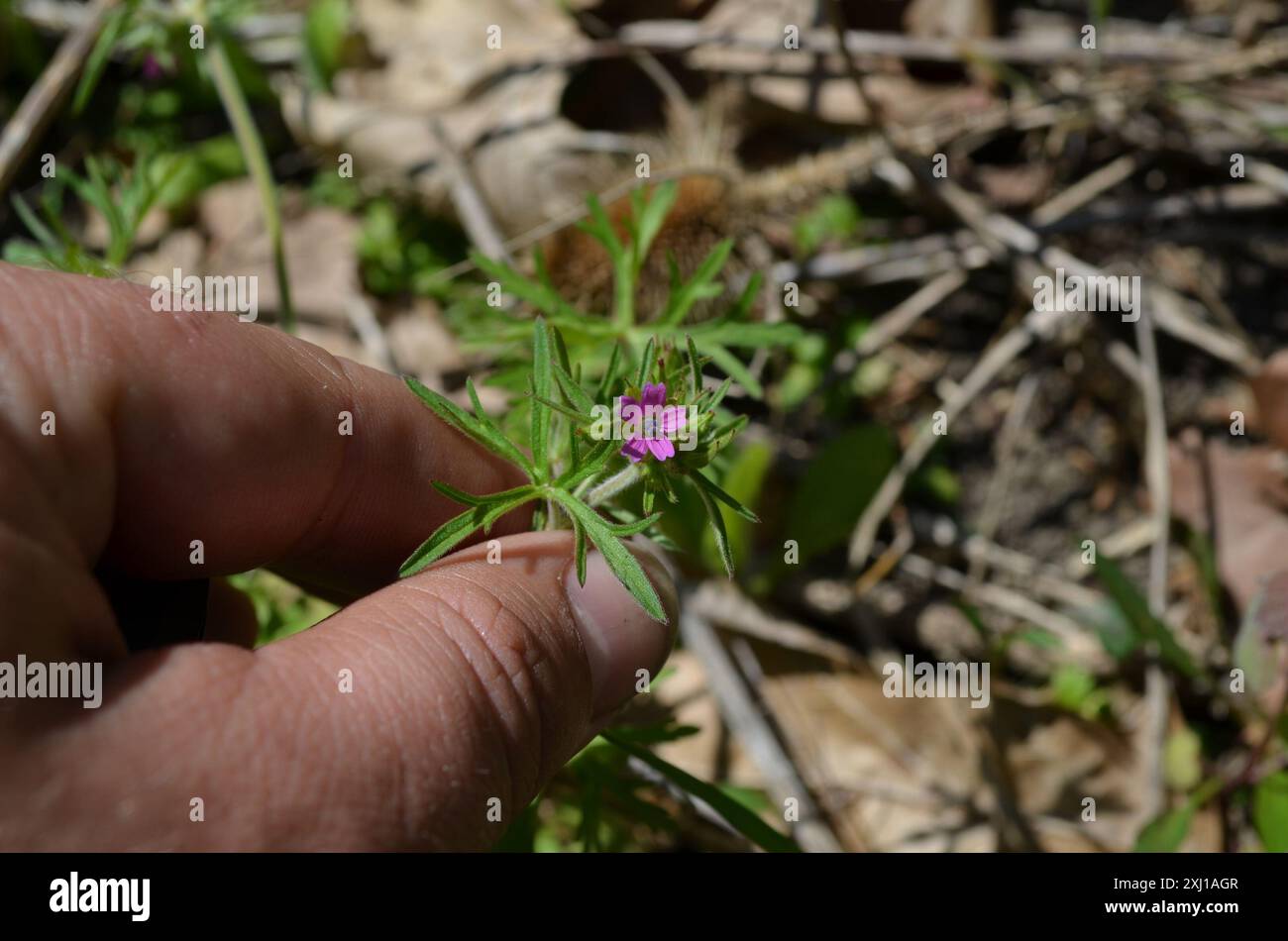 Cut-leaved crane's-bill (Geranium dissectum) Plantae Stock Photo - Alamy