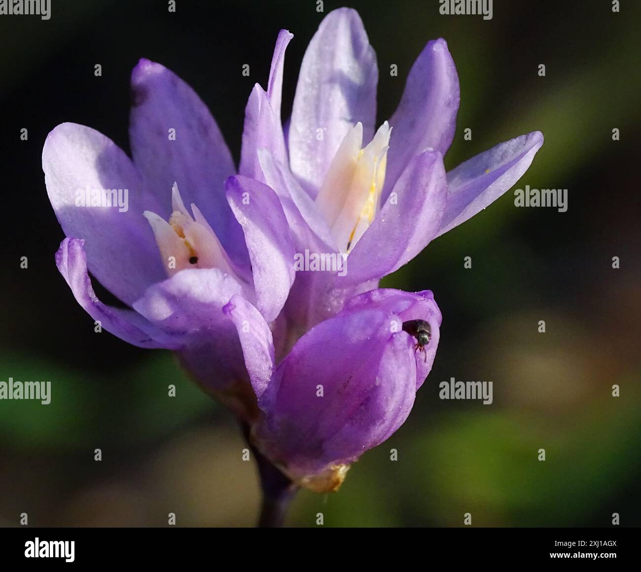 Blue Dicks (Dipterostemon capitatus) Plantae Stock Photo - Alamy