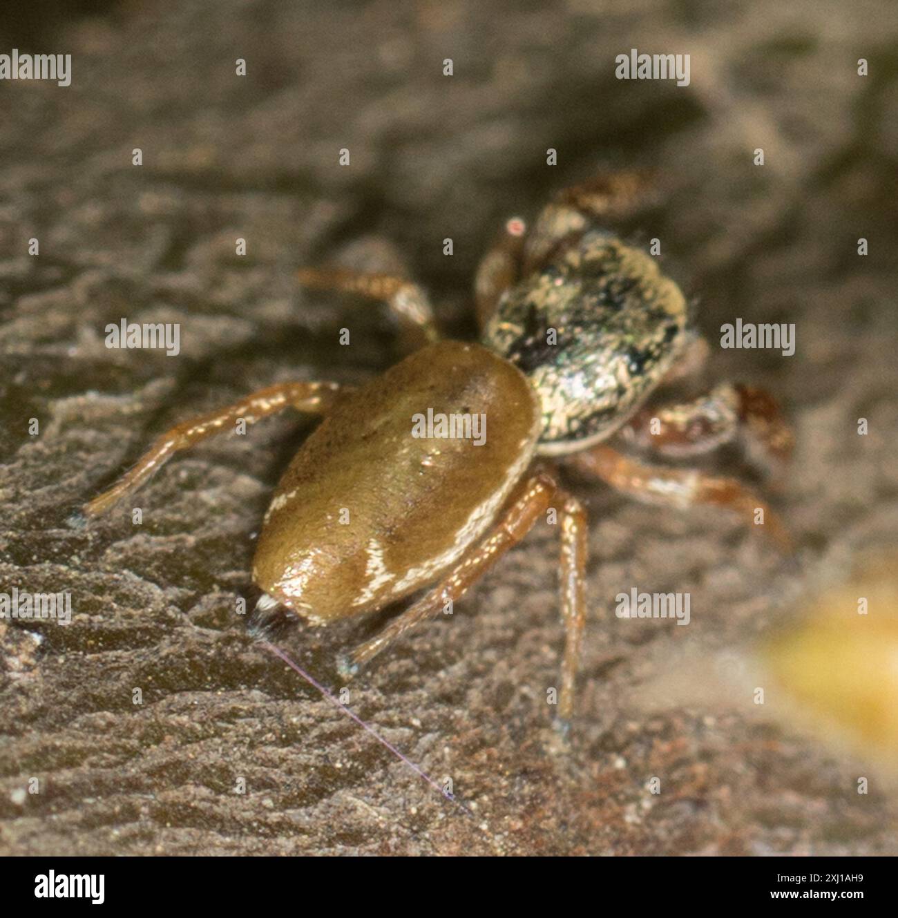 (Sassacus vitis) Arachnida Stock Photo - Alamy