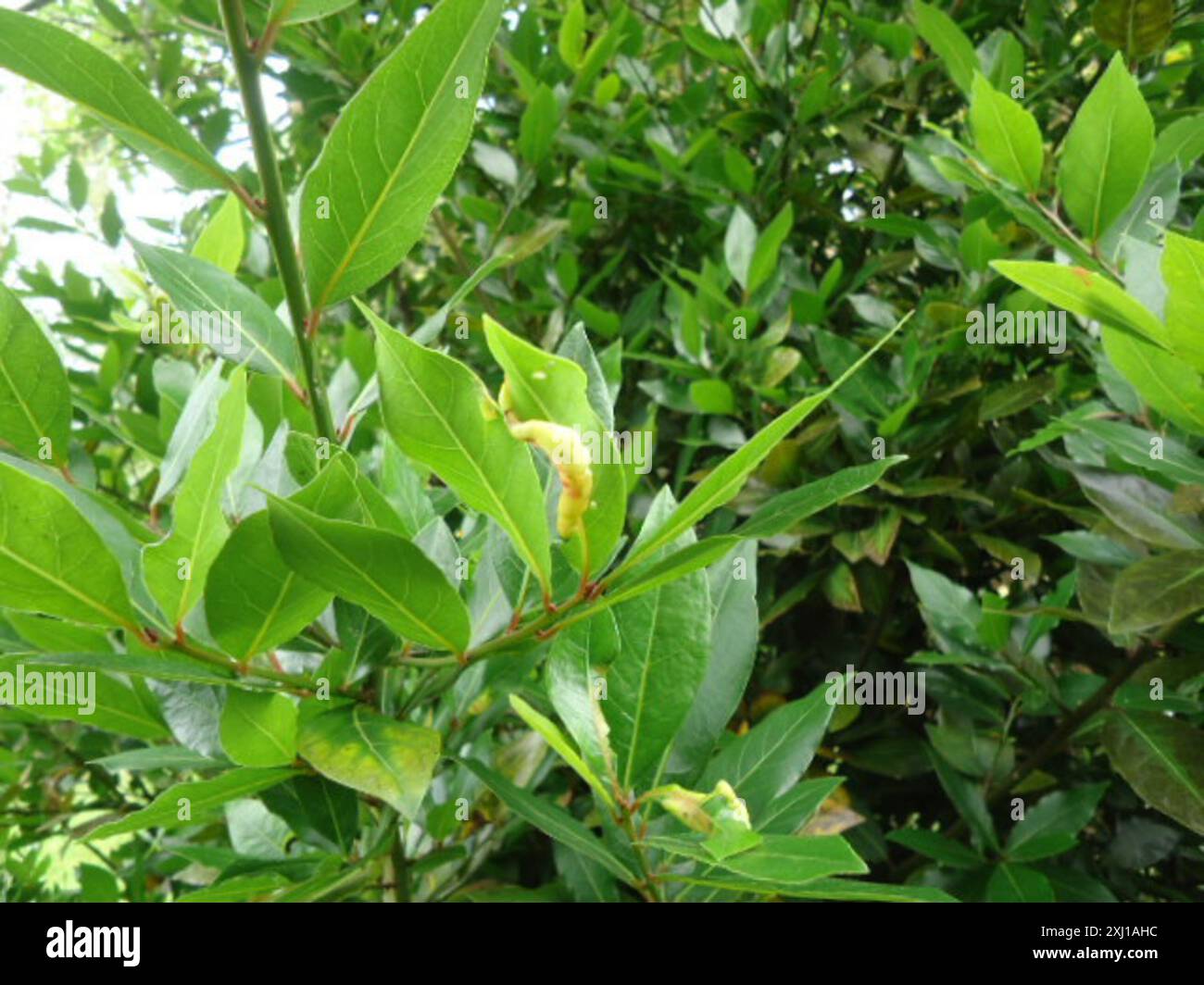 Bay Sucker (Lauritrioza alacris) Insecta Stock Photo - Alamy