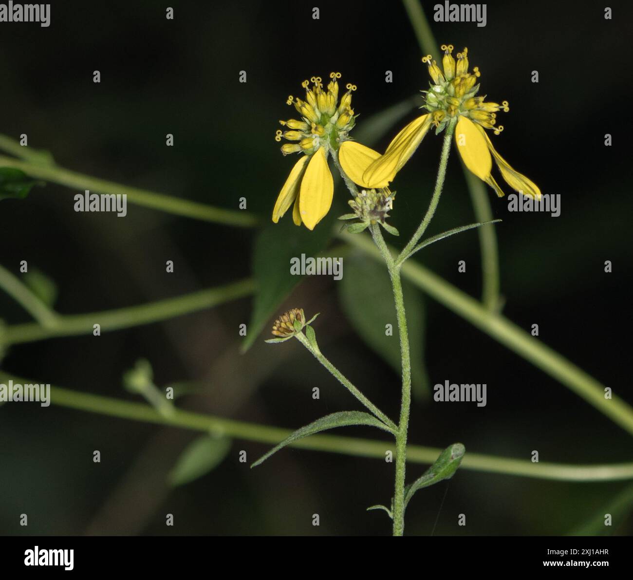 Wingstem (Verbesina alternifolia) Plantae Stock Photo - Alamy