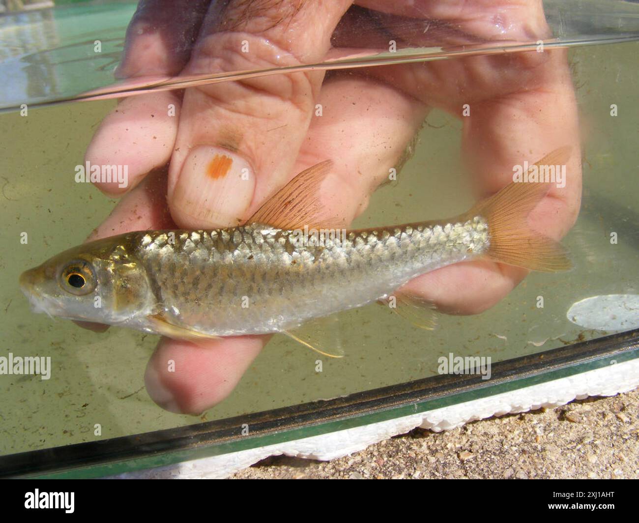 Large-scale Yellowfish (Labeobarbus marequensis) Actinopterygii Stock ...