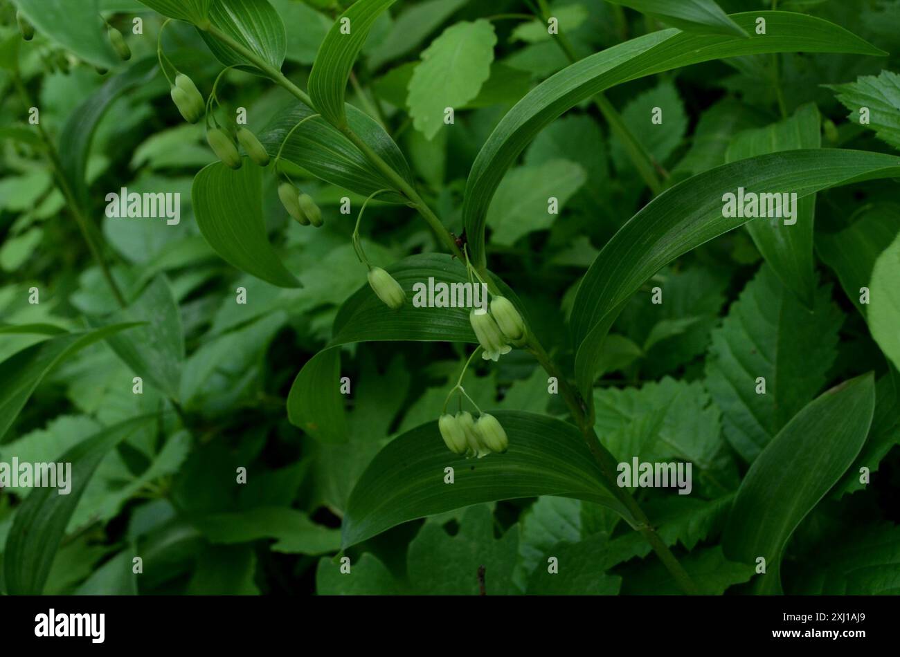 giant Solomon's seal (Polygonatum biflorum commutatum) Plantae Stock ...