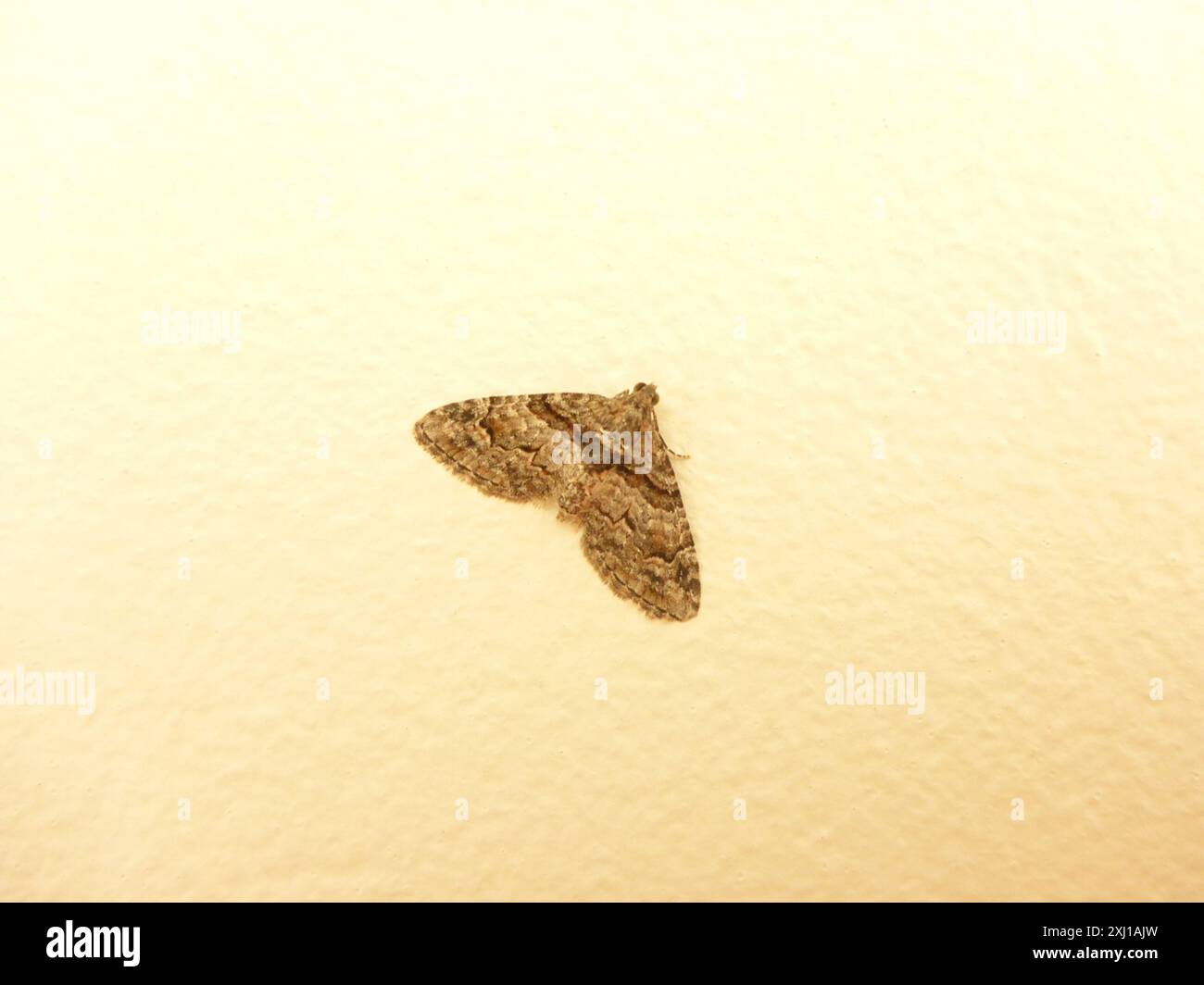 Apple looper hi-res stock photography and images - Alamy